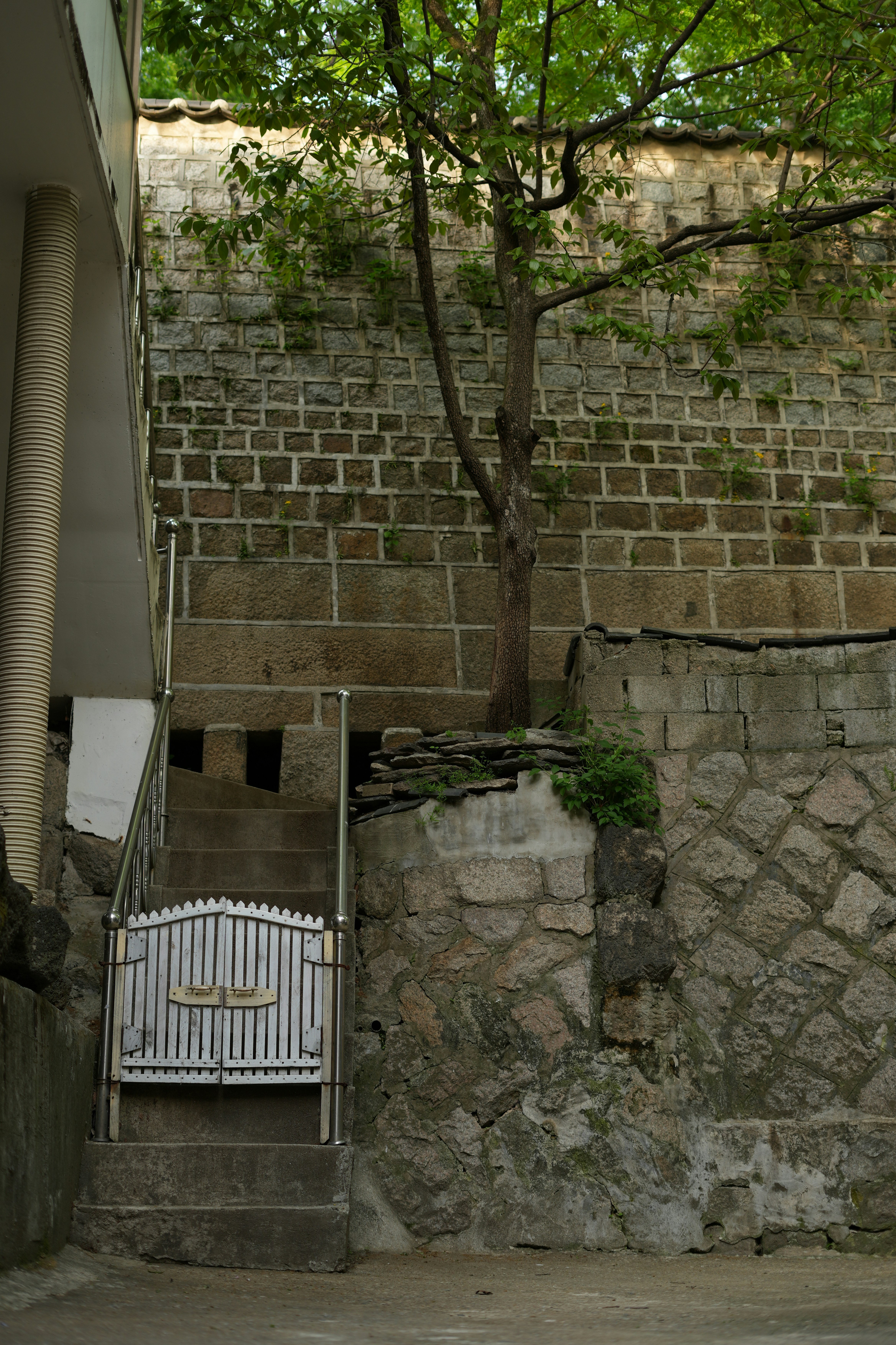 A tree grows beside stone steps and a wall.