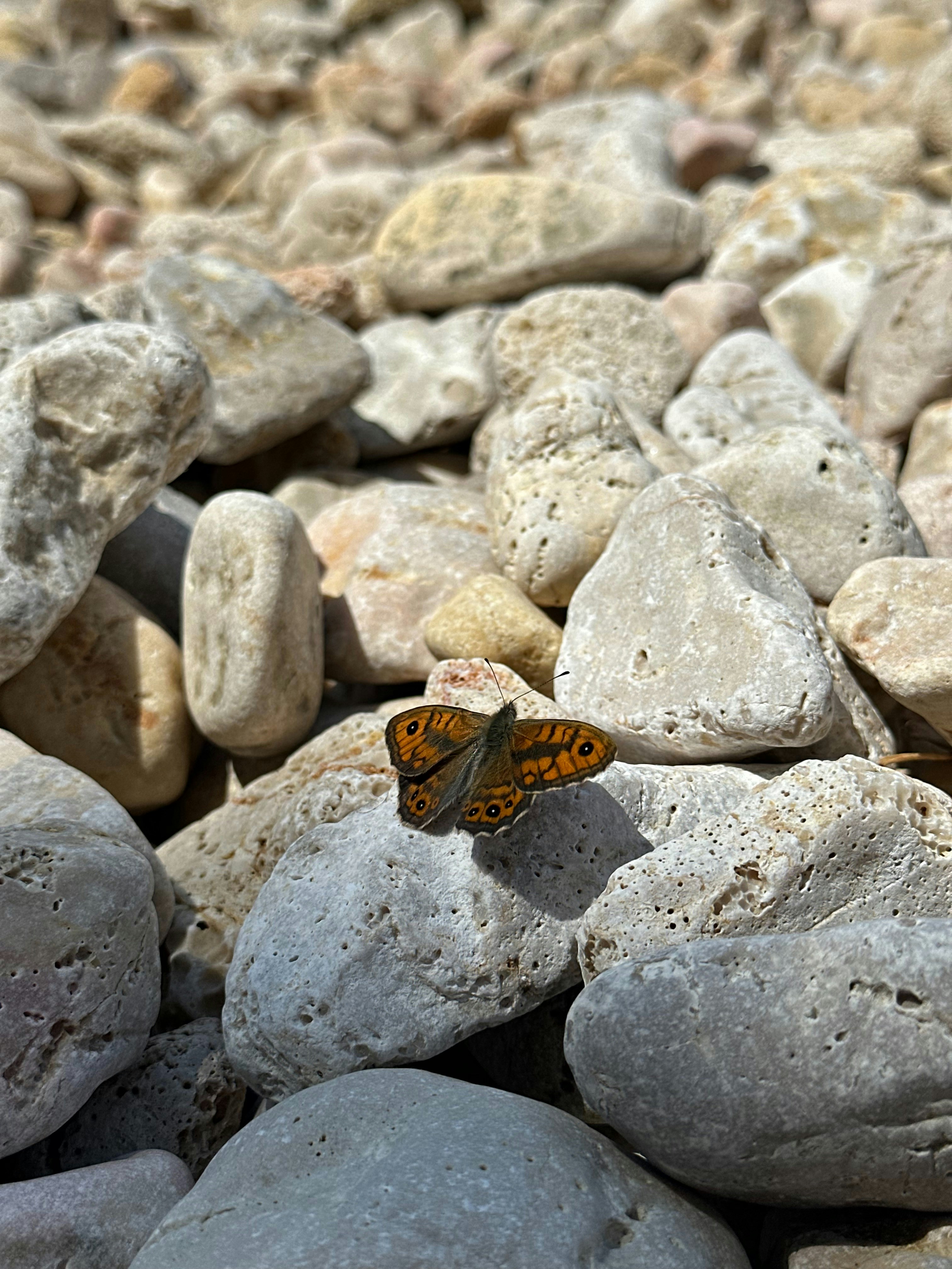 Nature's Delicate Mosaic