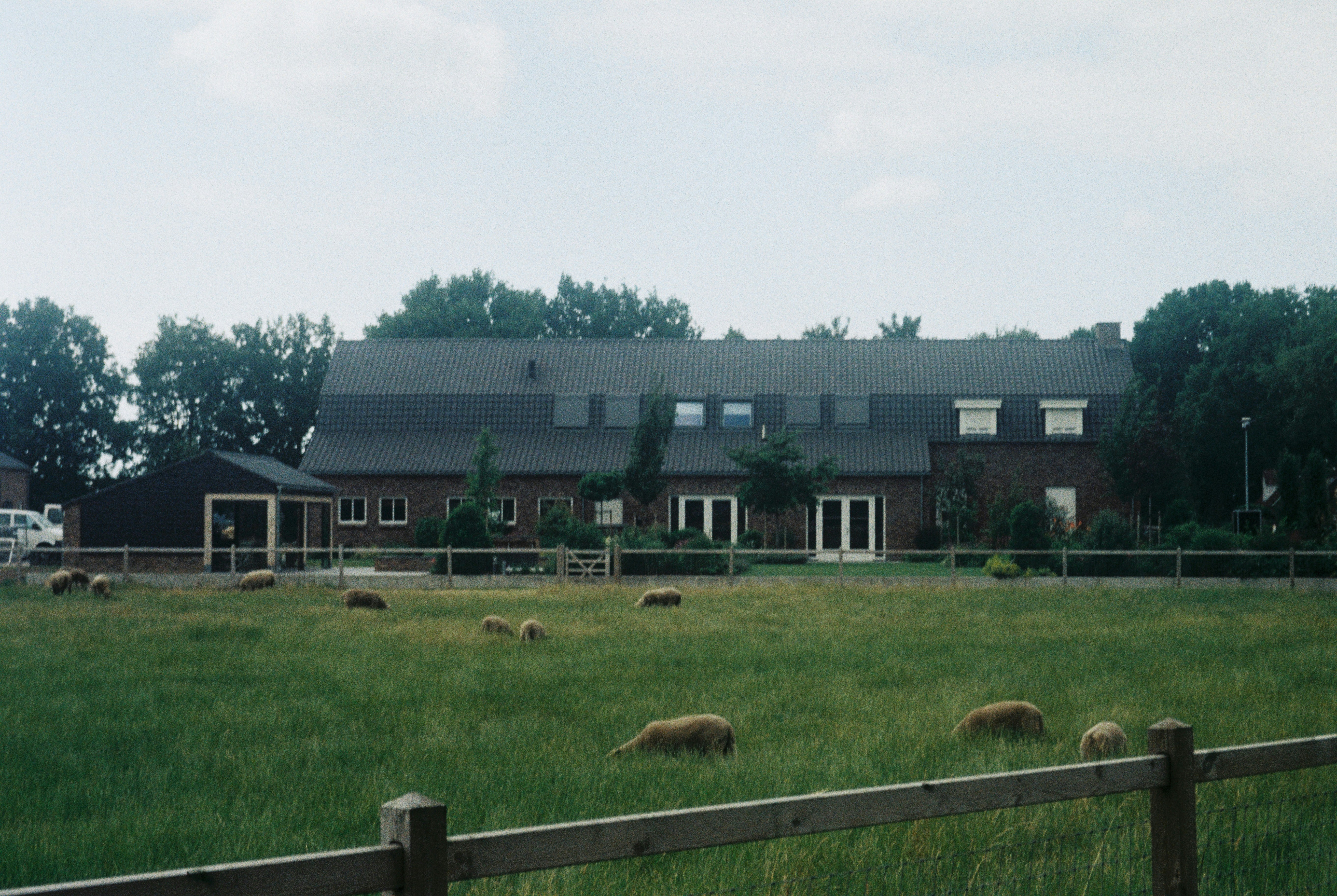 Farmhouse nestled among lush green fields with grazing sheep in the foreground. The tranquil setting evokes a sense of rural peace.
