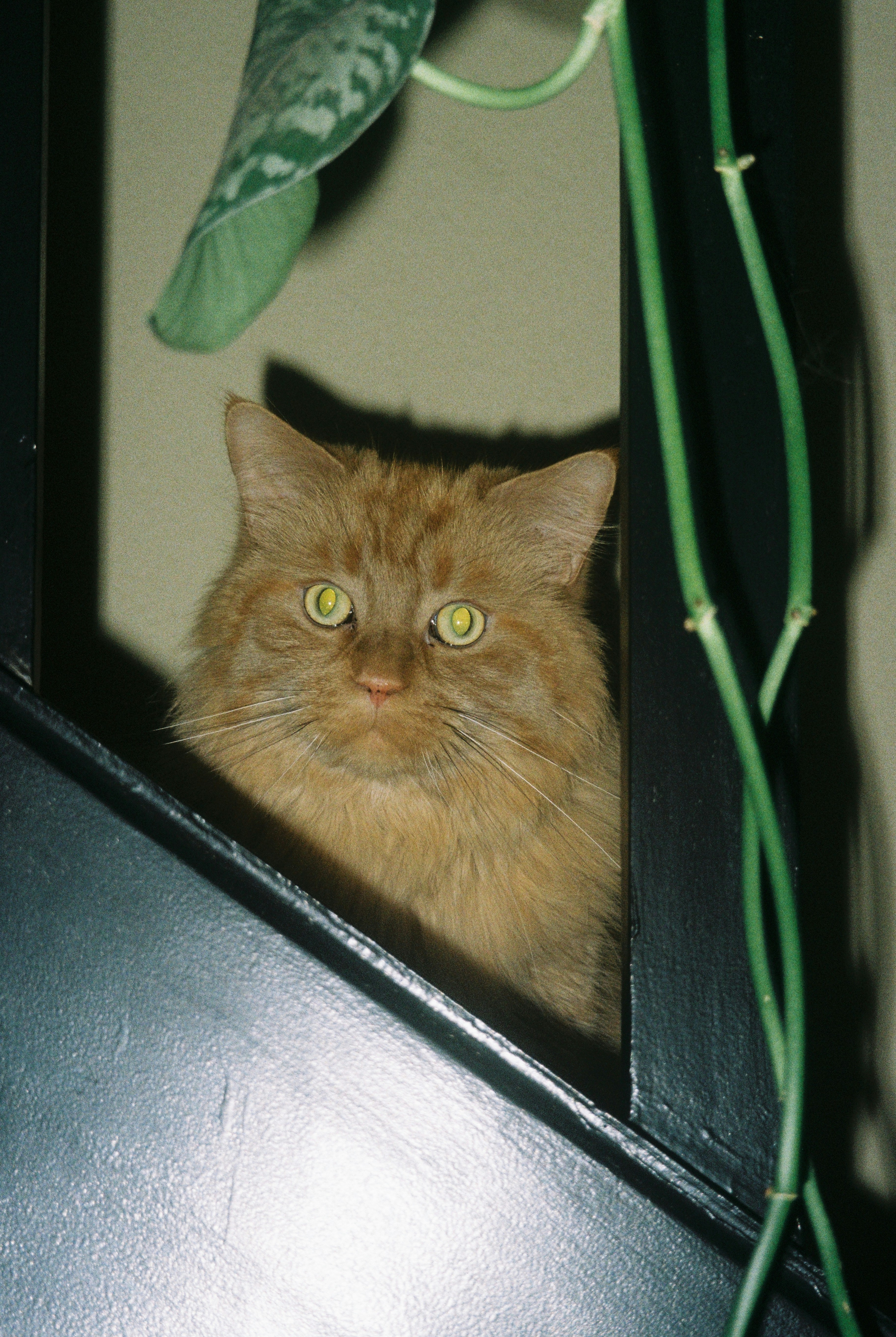 Fluffy orange cat peering through a staircase opening, surrounded by greenery and shadows.