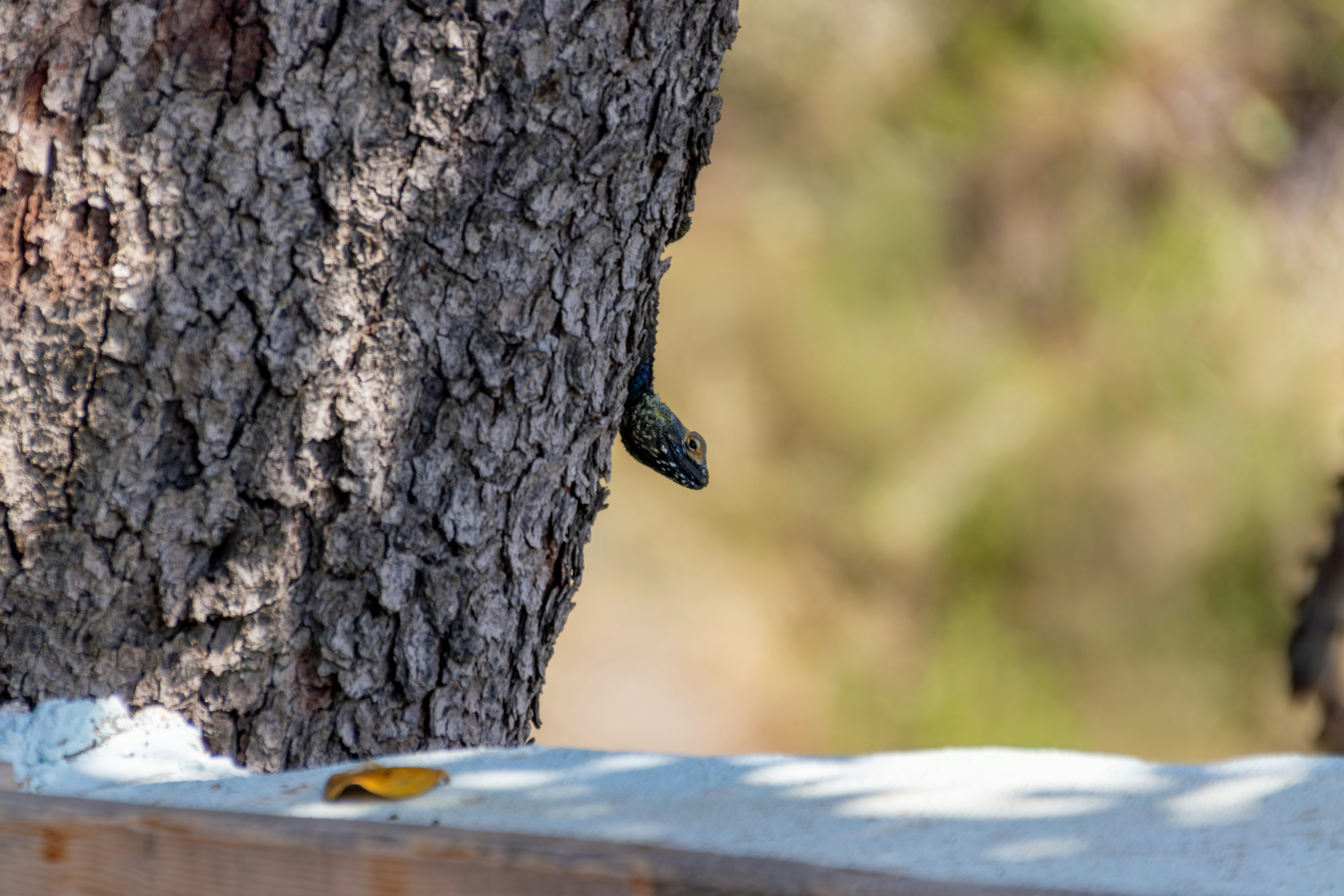 A Serpent's Secret: Nature's Camouflage