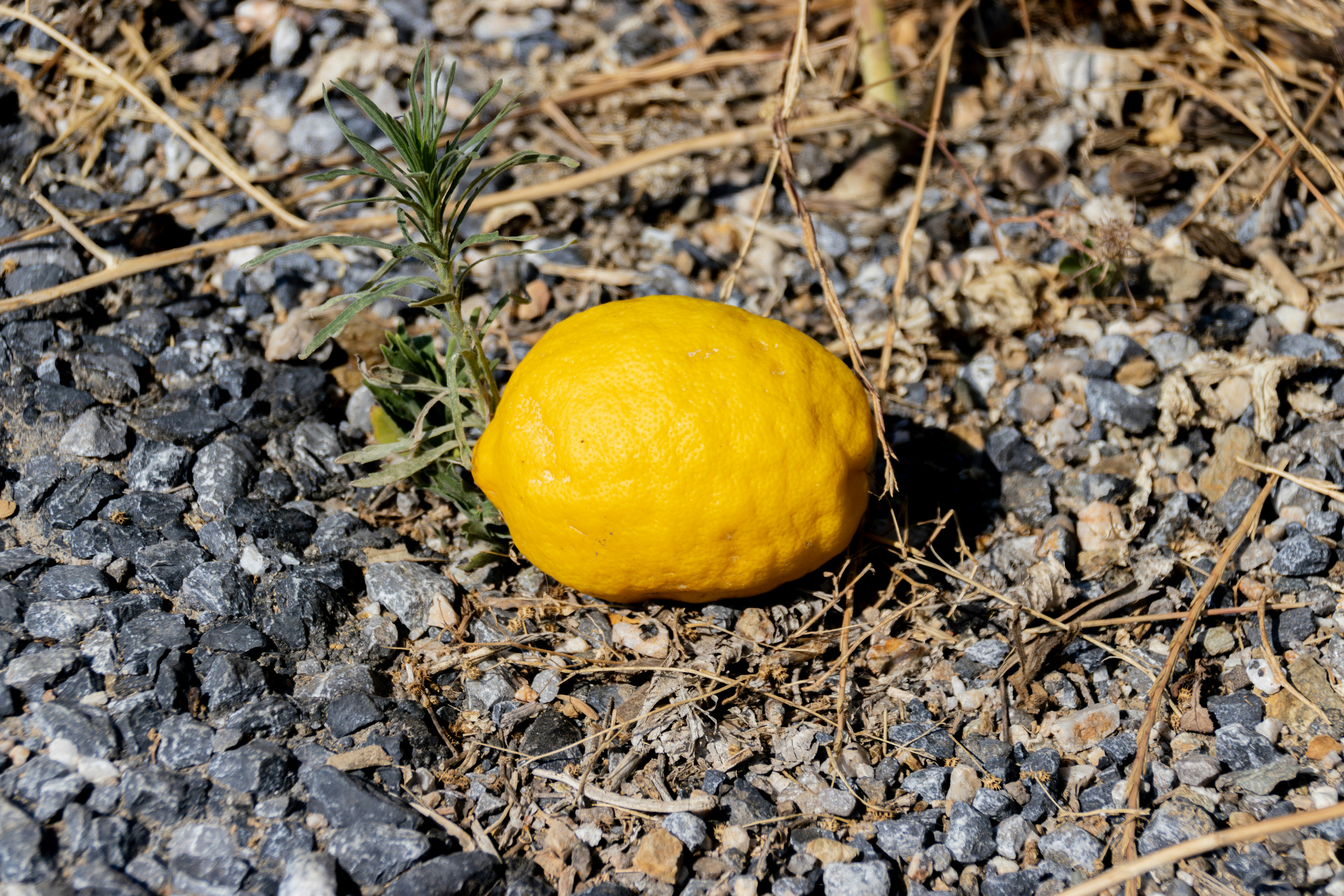 Lemon | A lemon sits among rocks and dried plants.