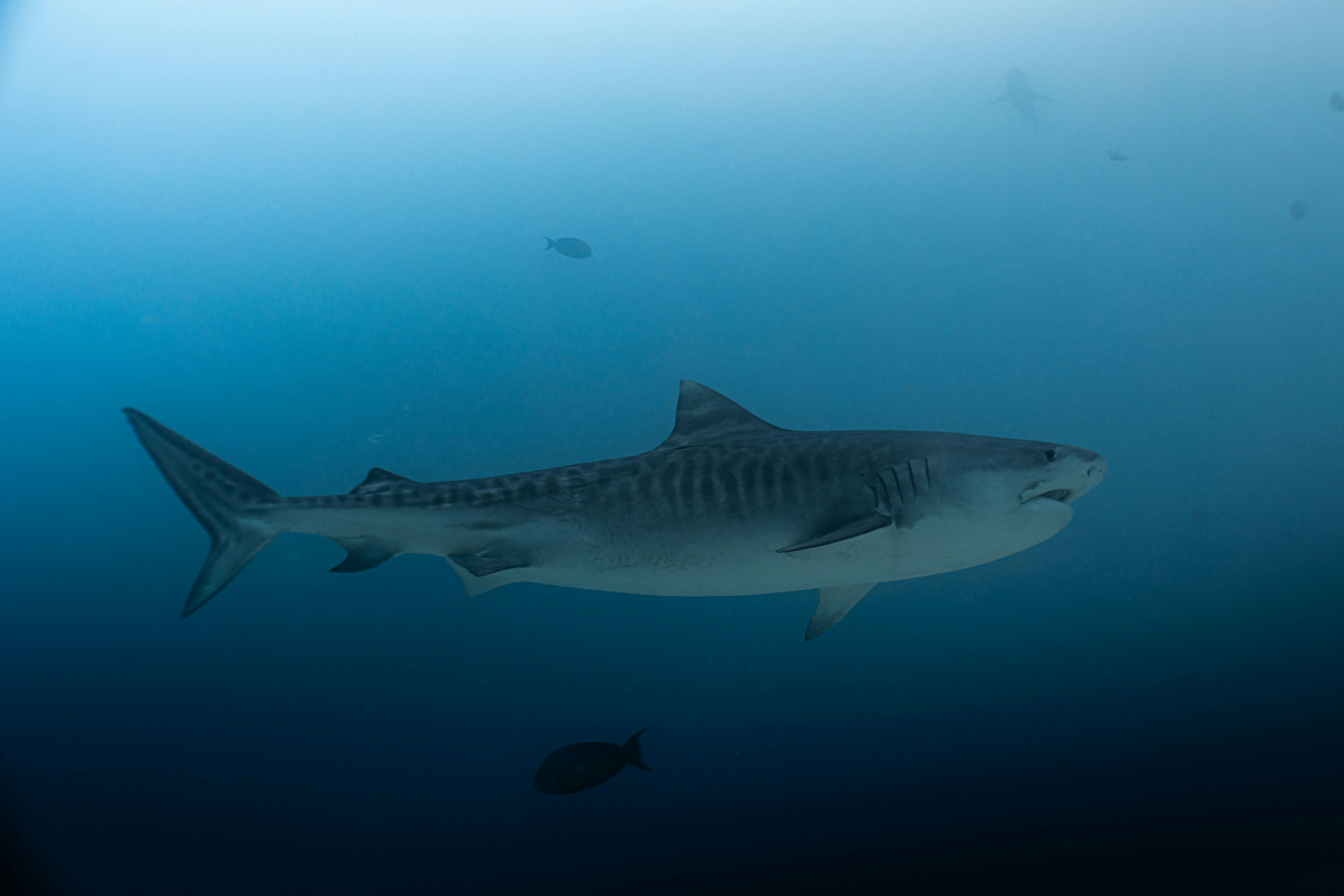 A tiger shark swims gracefully in the ocean. photo – Free Animal Image ...