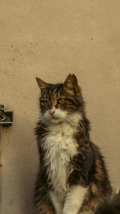 Whiskered Sentinel: A Feline's Poised Gaze