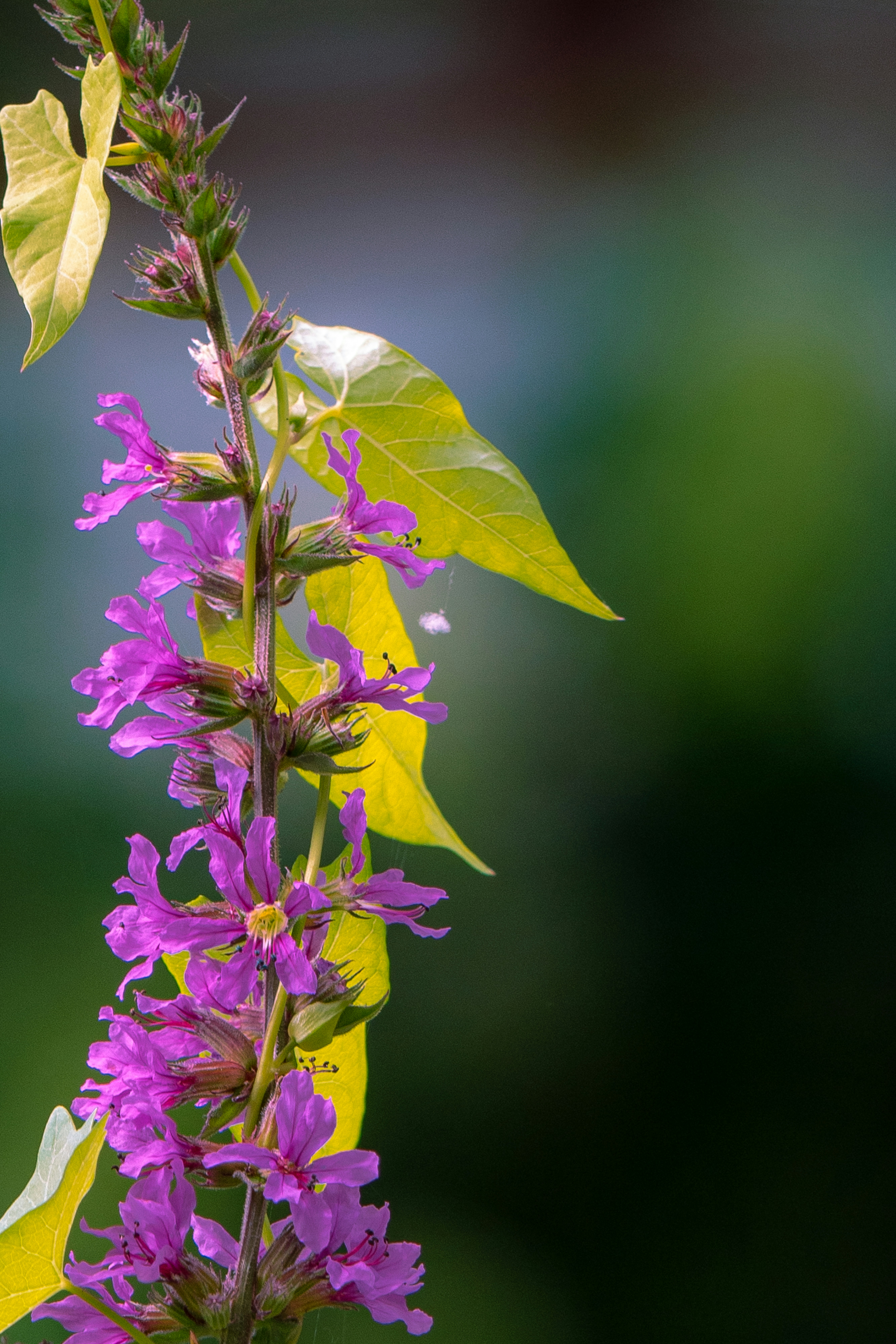 It will make a beautiful background of flowers | Purple flowers bloom against a green backdrop.