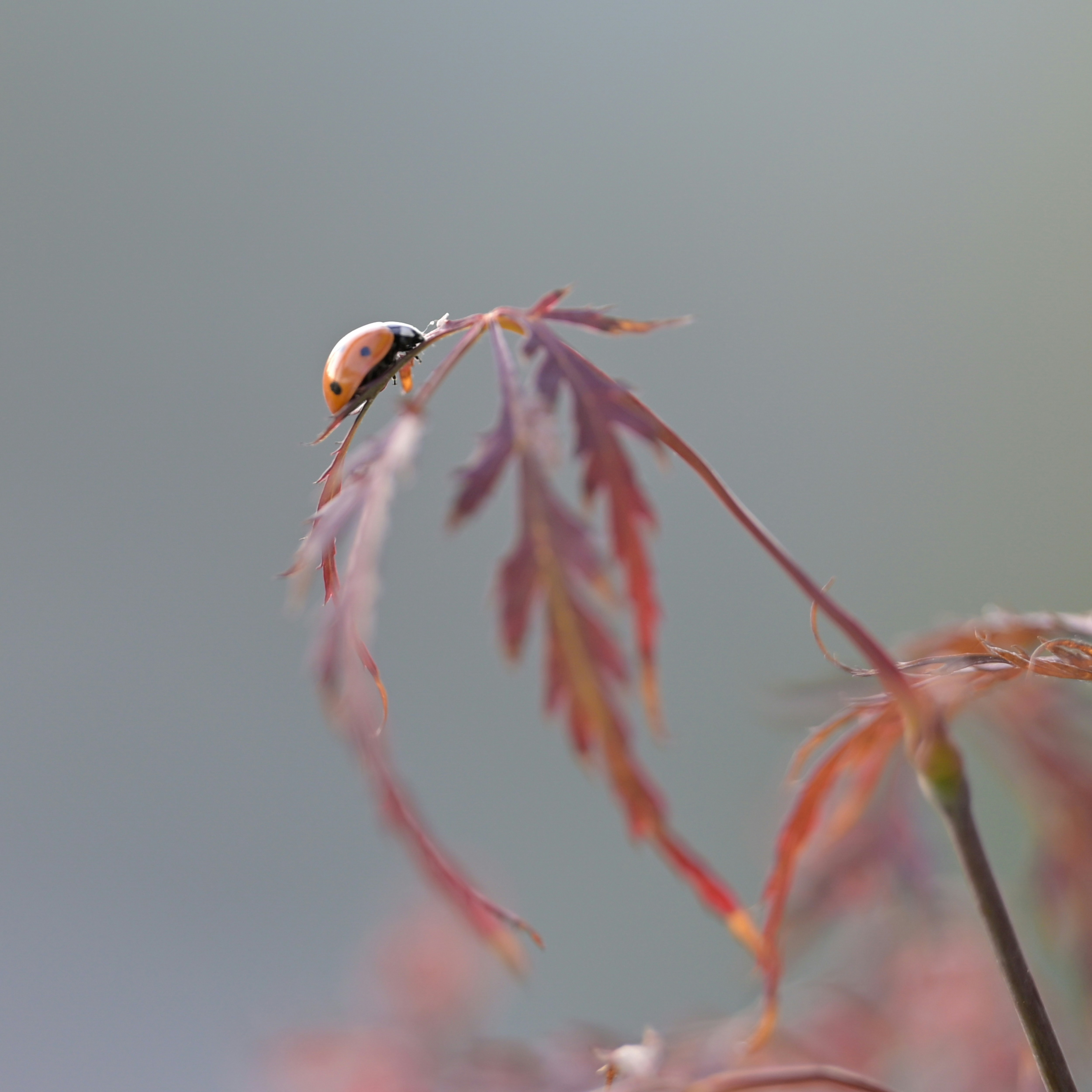 A Delicate Balance: Nature's Tiny Acrobat