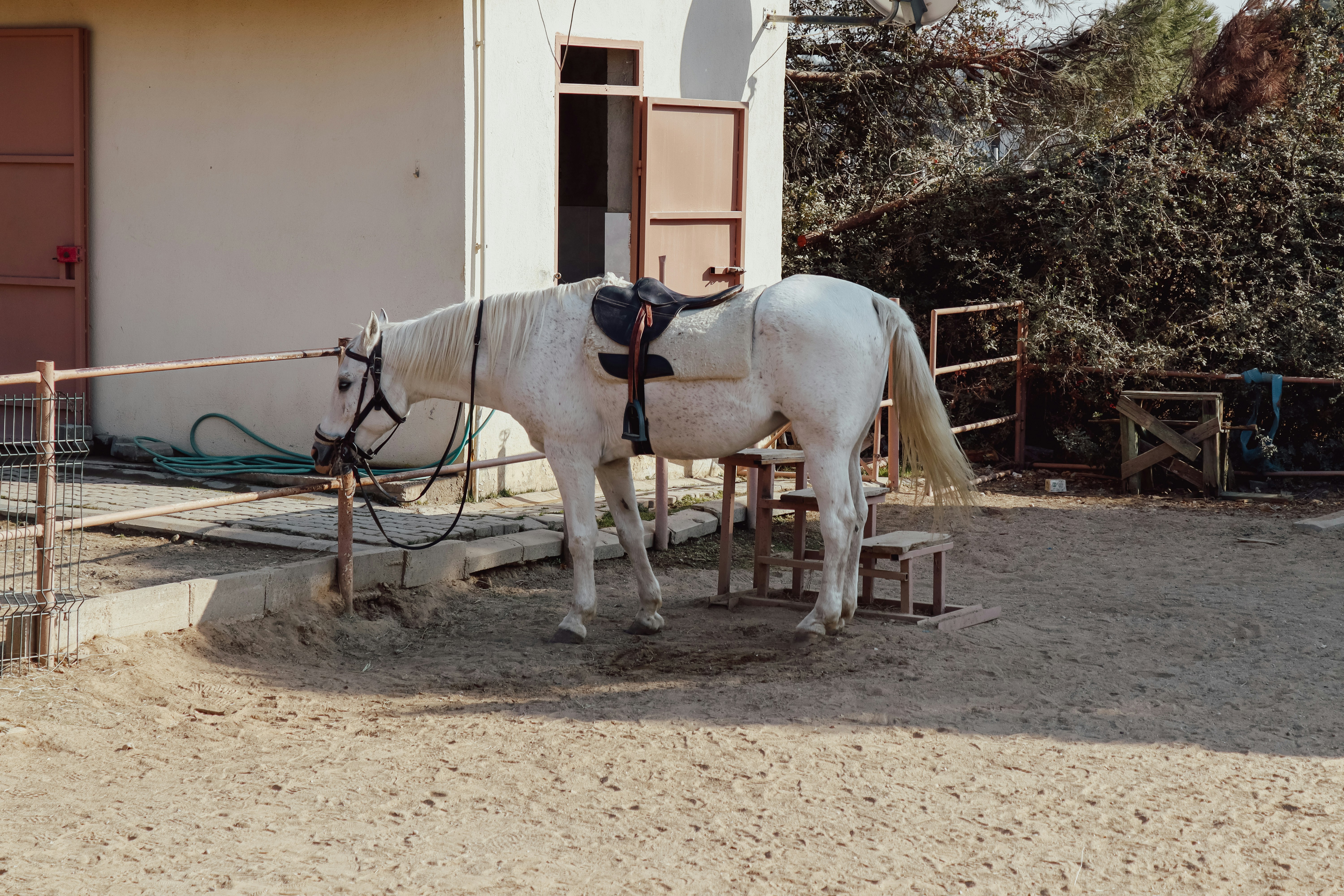 Equine Serenity in a Rustic Setting