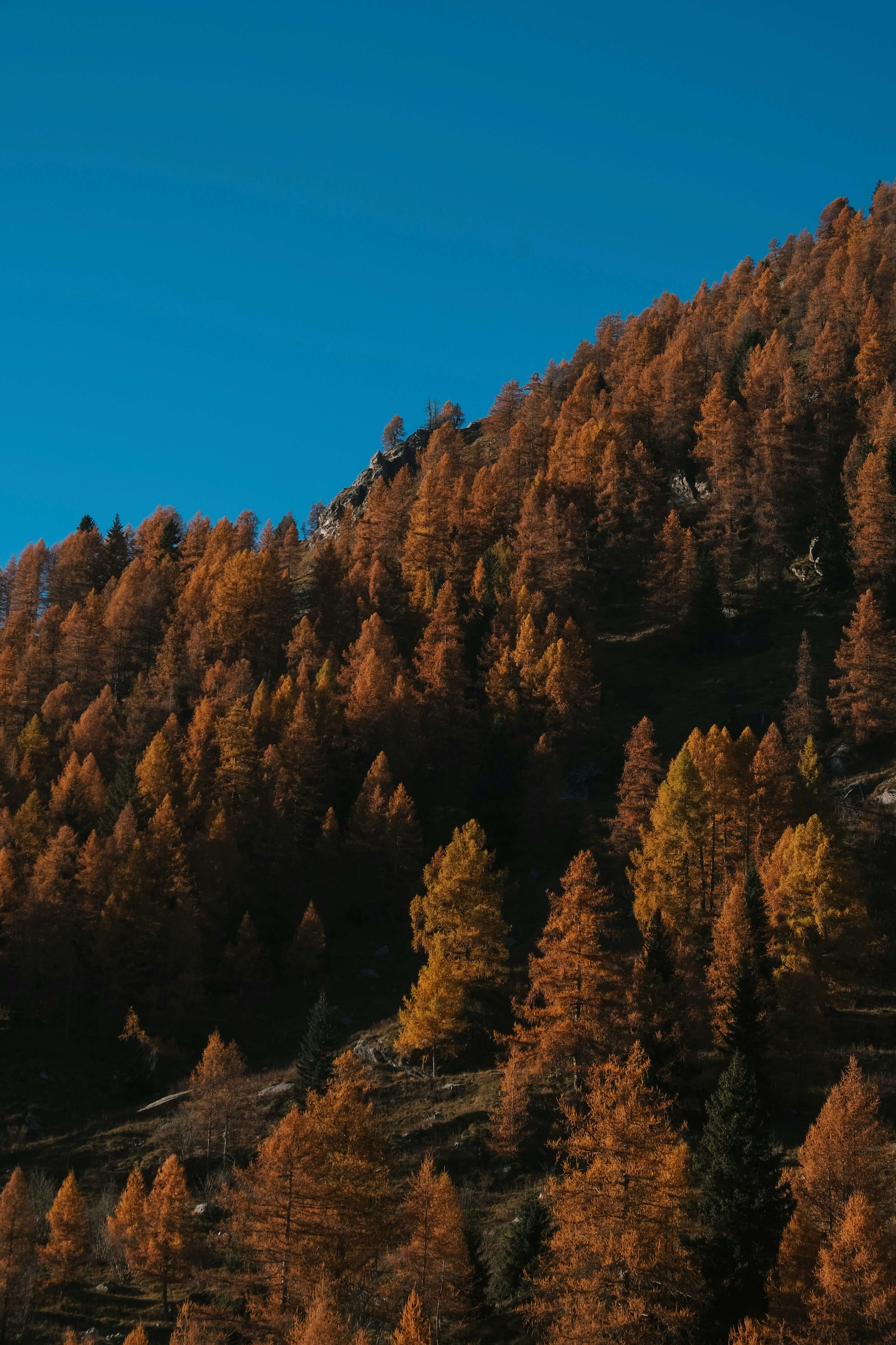 Bosco di larici | Autumn trees cover the mountainside with a bright blue sky.