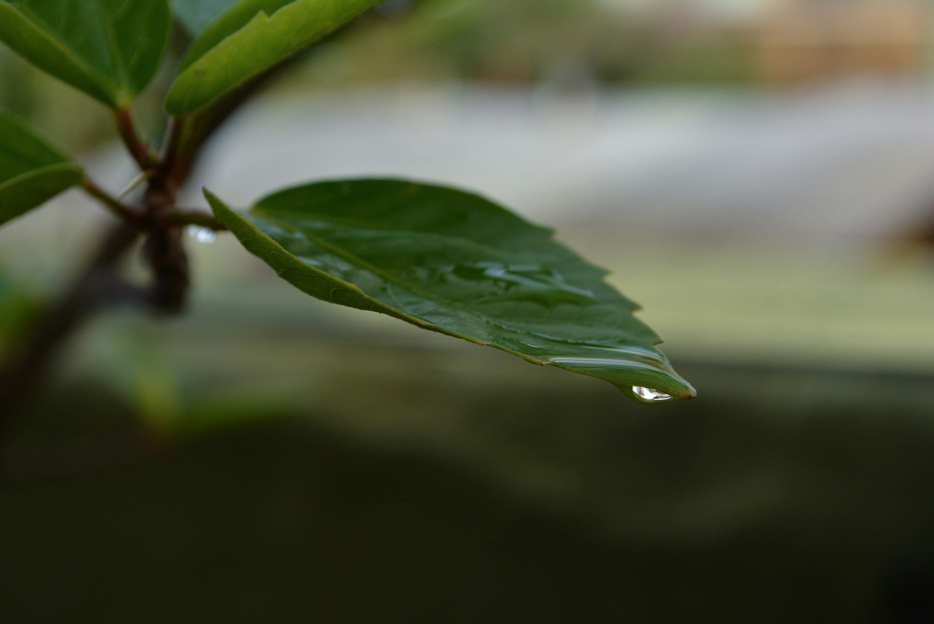 A leaf with a water droplet.