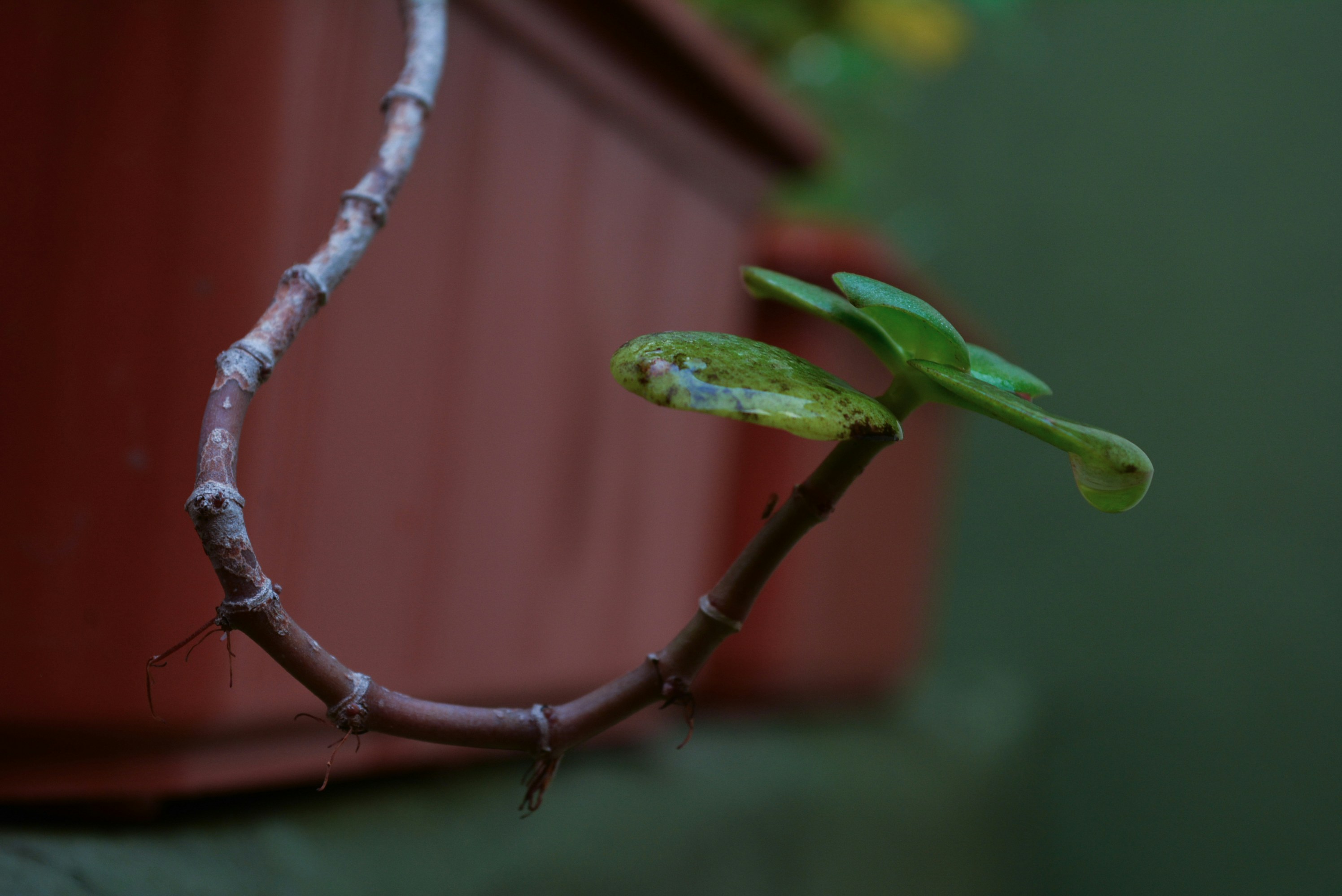 Curves of Resilience: A Plant's Journey