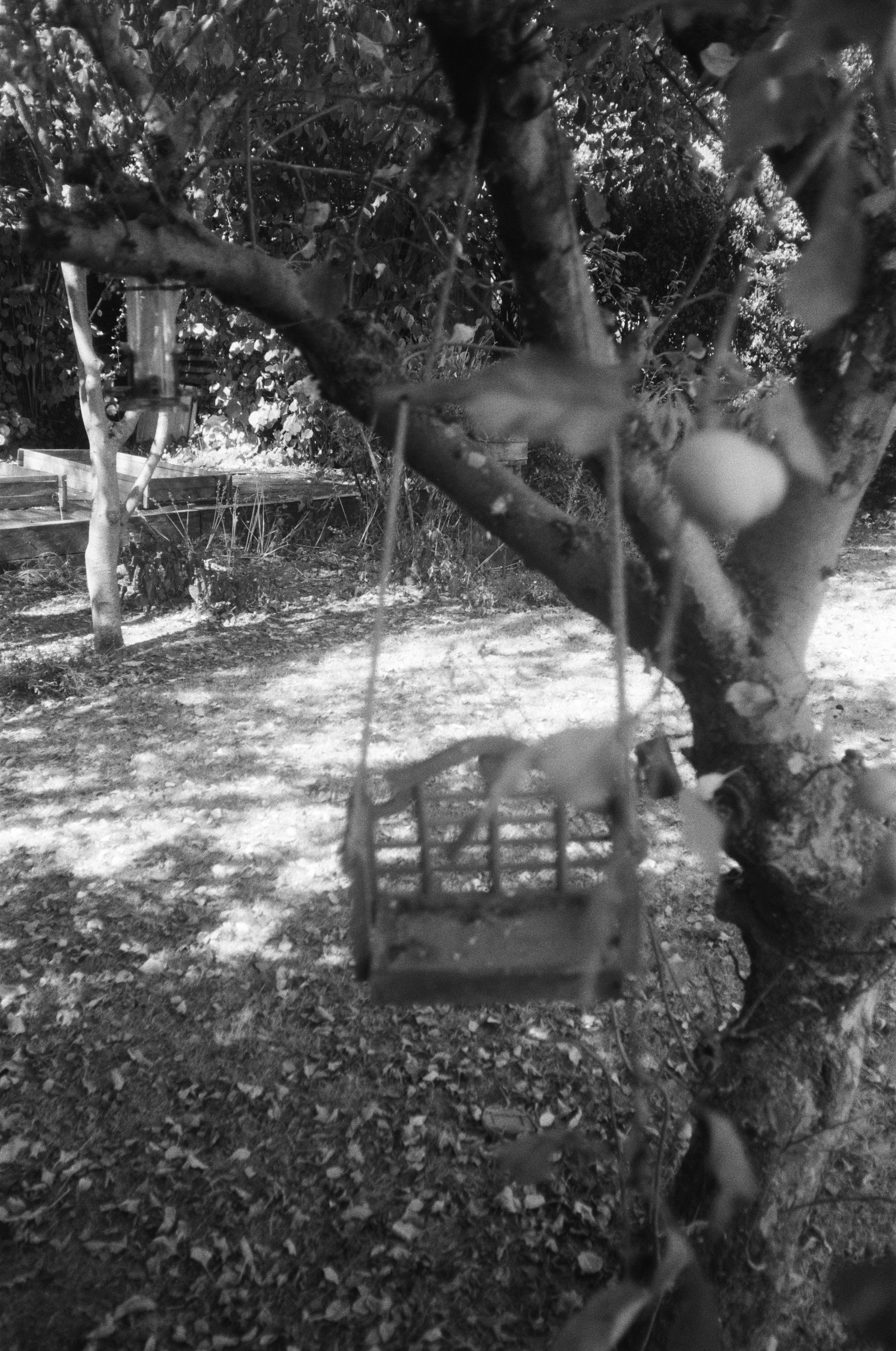 film photography, analog film shot, analogue photos, shot on film, film photo, 35mm, Ilford film, black and white photography, film is not dead | A wooden swing hangs from a tree in grayscale.