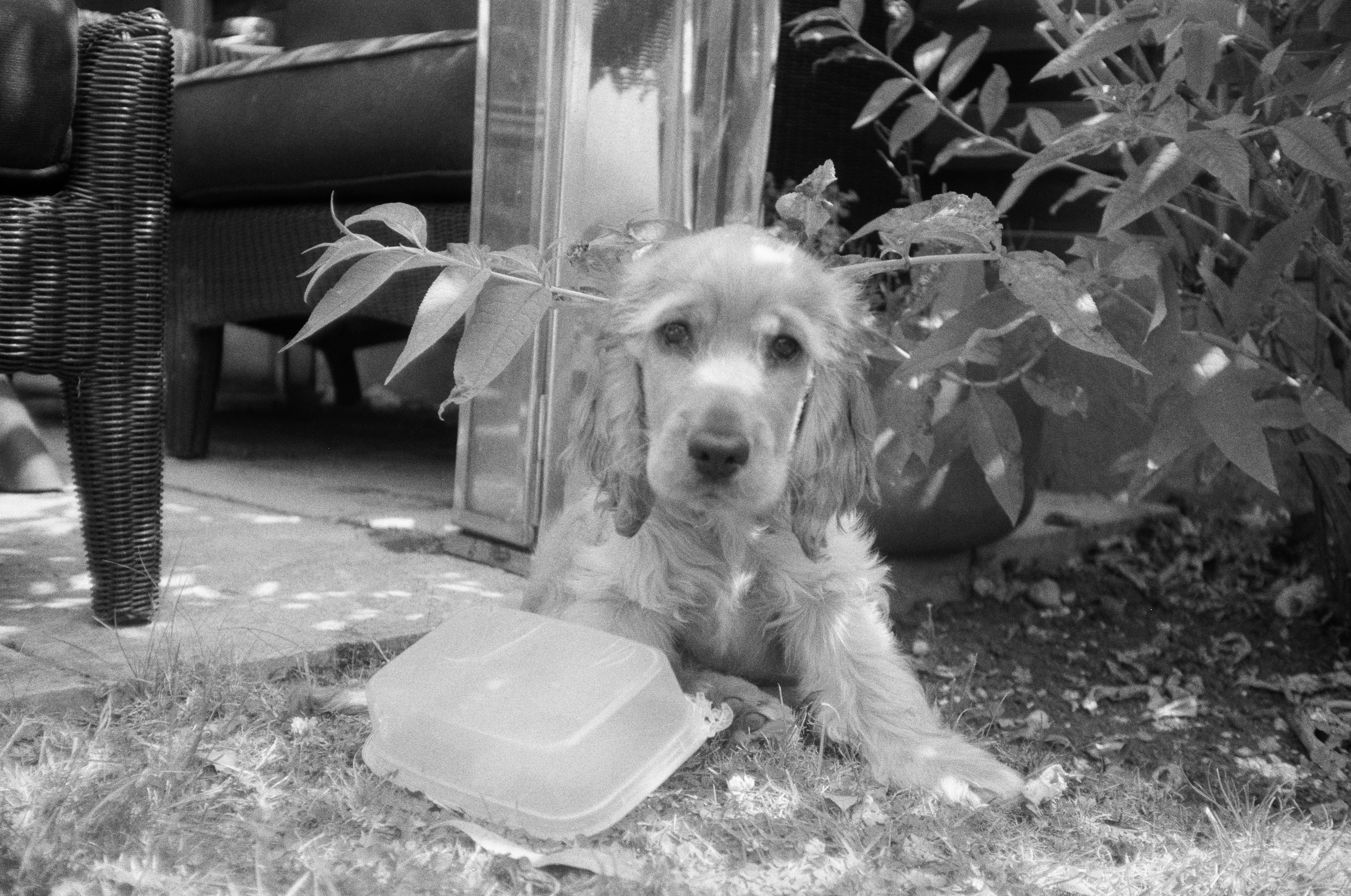 Sample photo from Konica C35