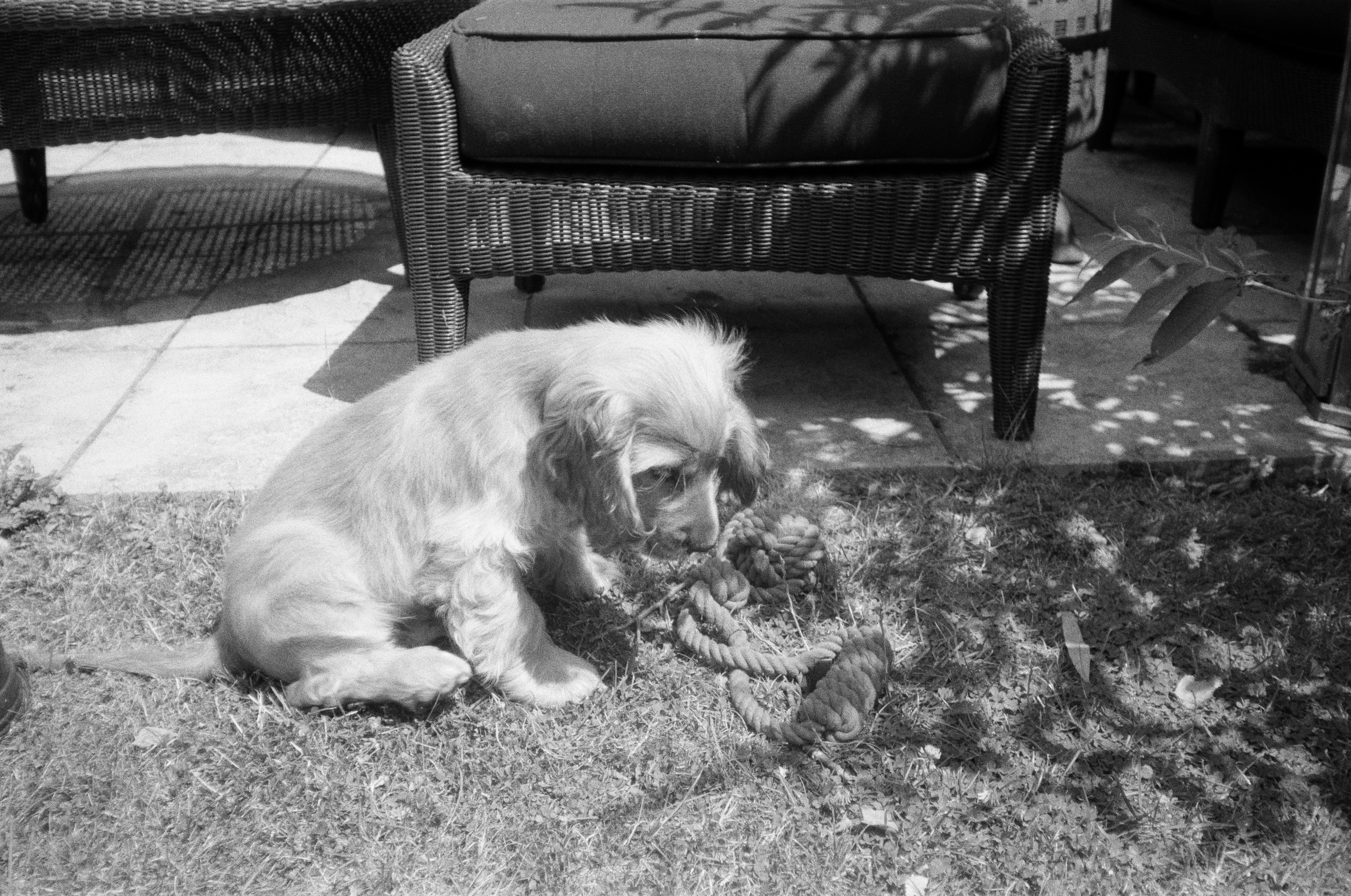 A playful puppy explores a textured rope toy on a grassy patch beside a wicker chair in a sunlit garden.