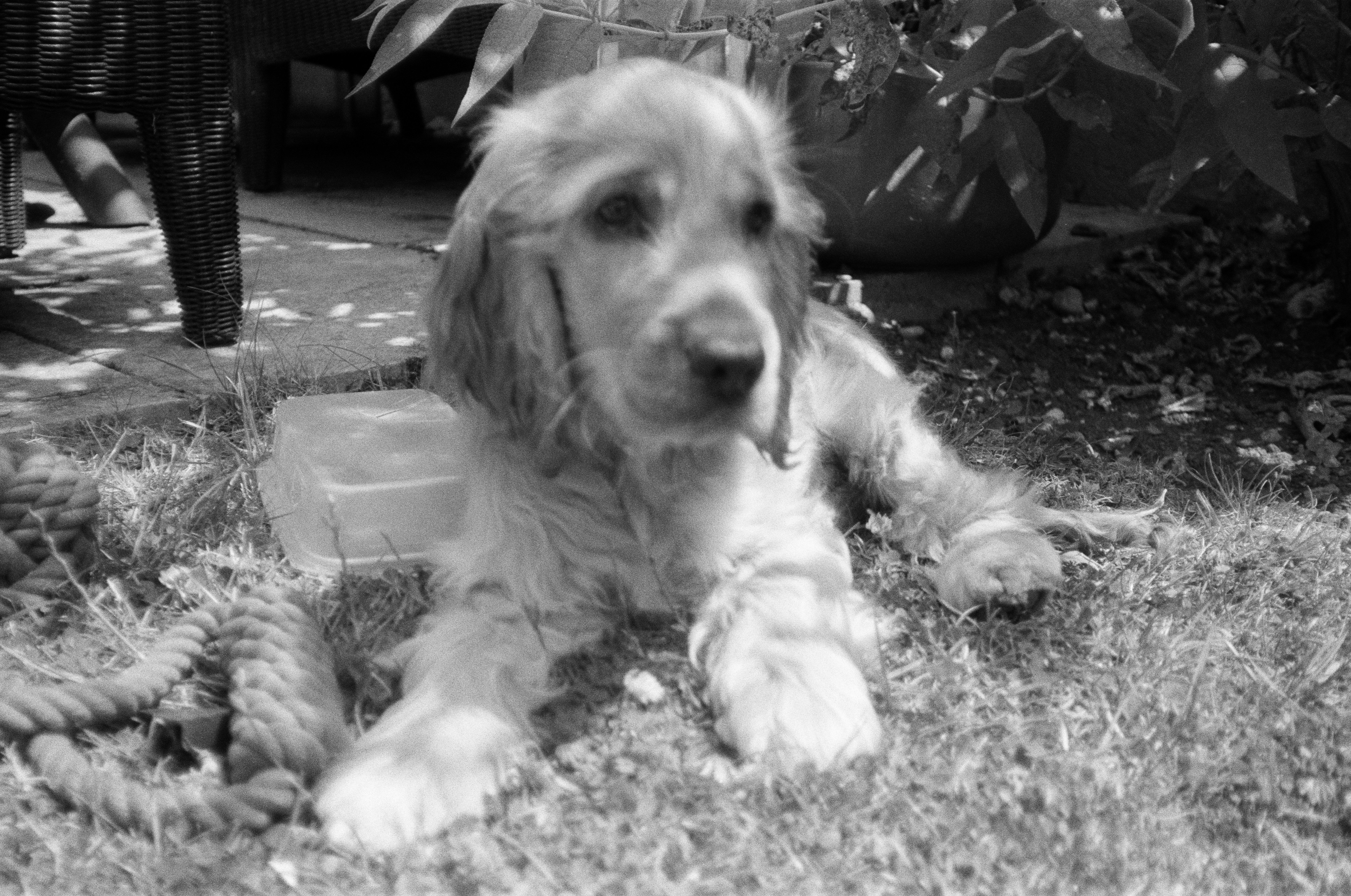 Lemonade-Soft Eyes: A Calm Puppy in the Garden Morning