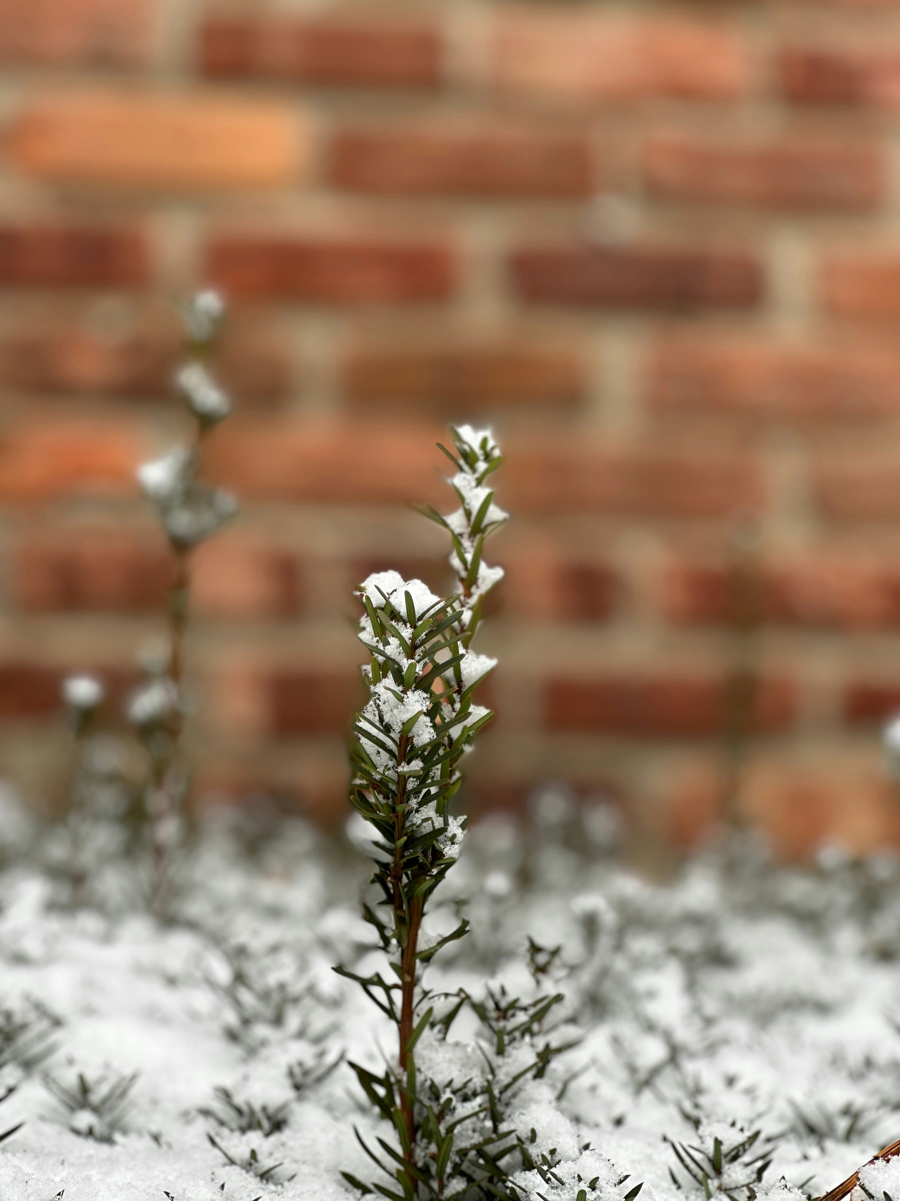 Snow-kissed Sprig Stands Tall Before a Bricked Backdrop