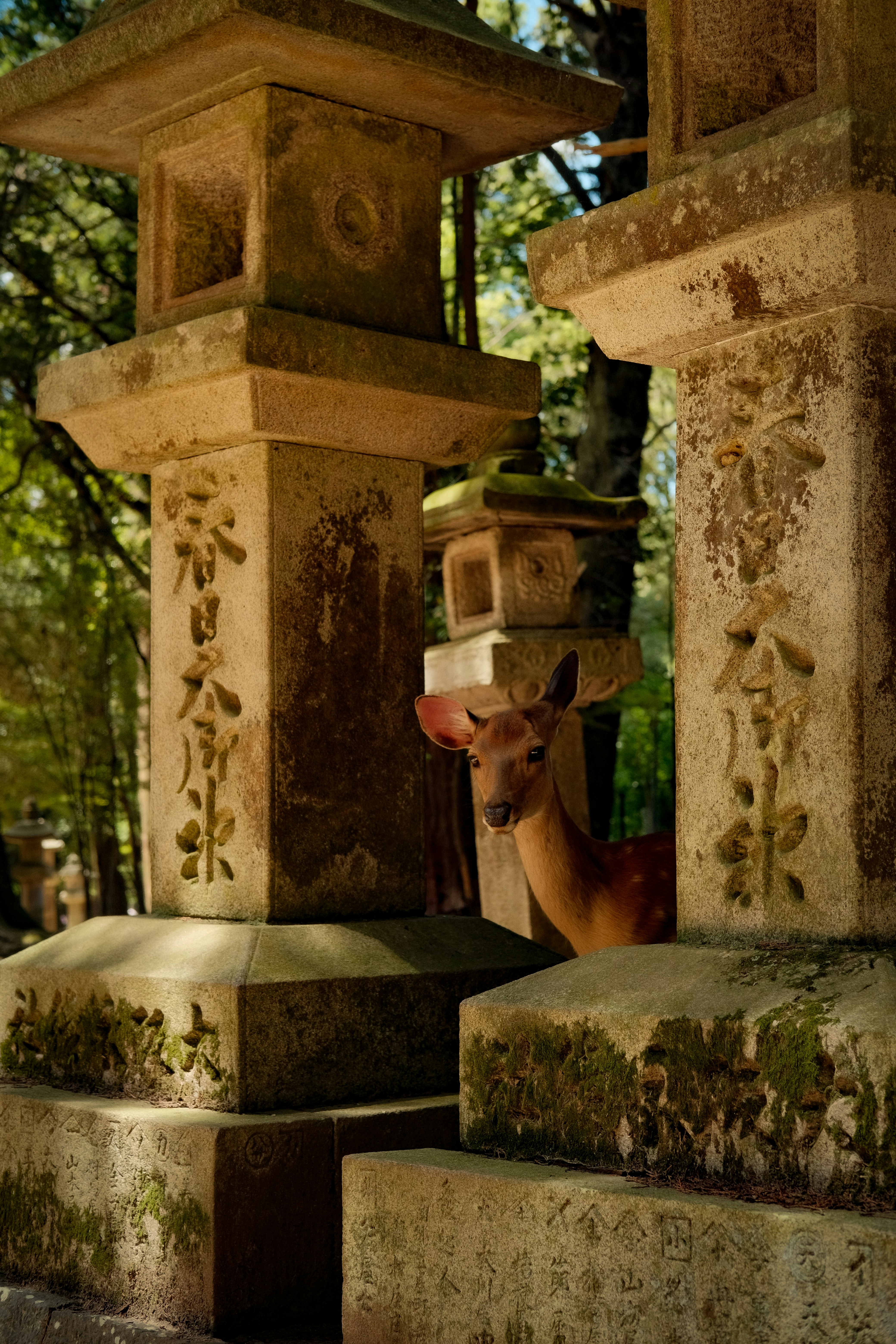 Whispers of Nature Amidst Ancient Stones