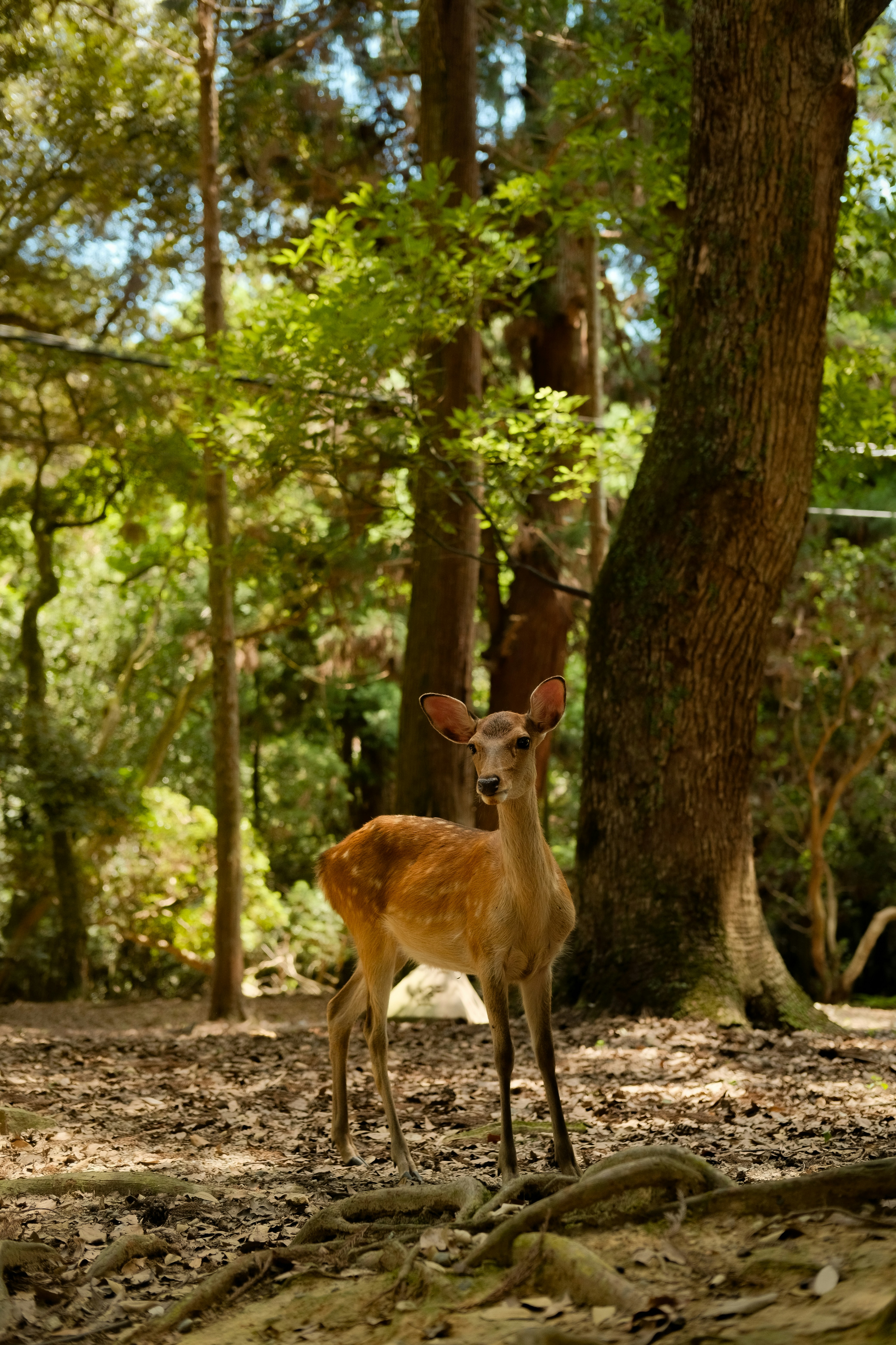 Curious Fawn Stands Ground Beneath Sunlit Pines