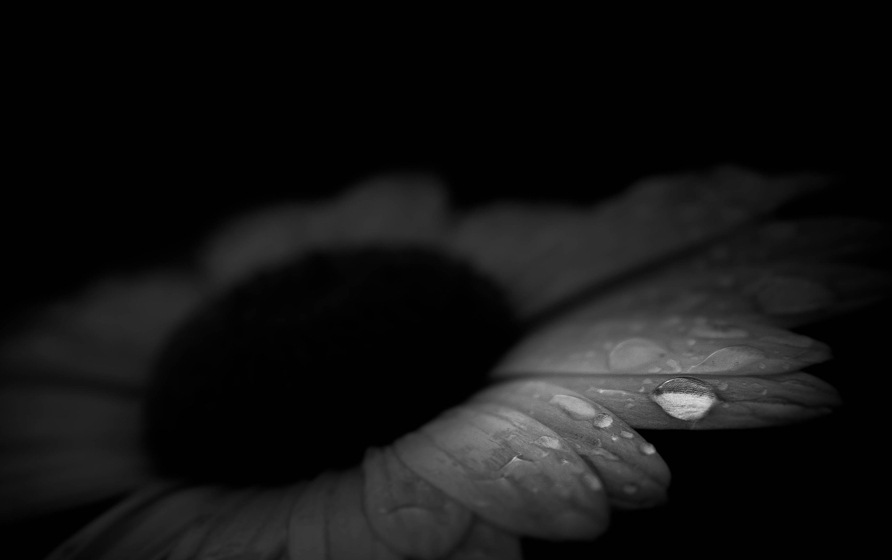 Whispers of Dew on Petals
