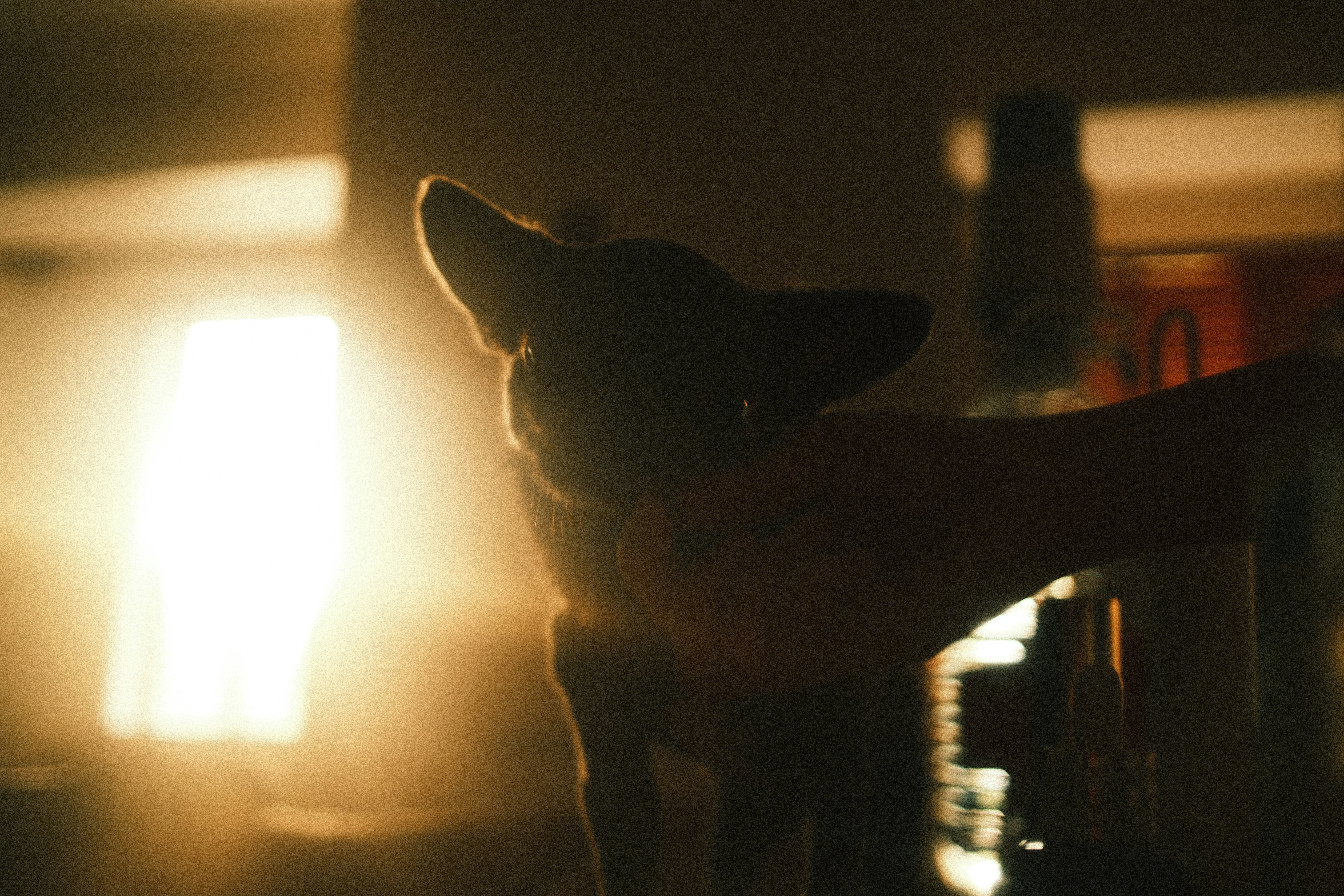 A dog silhouetted in front of bright light.