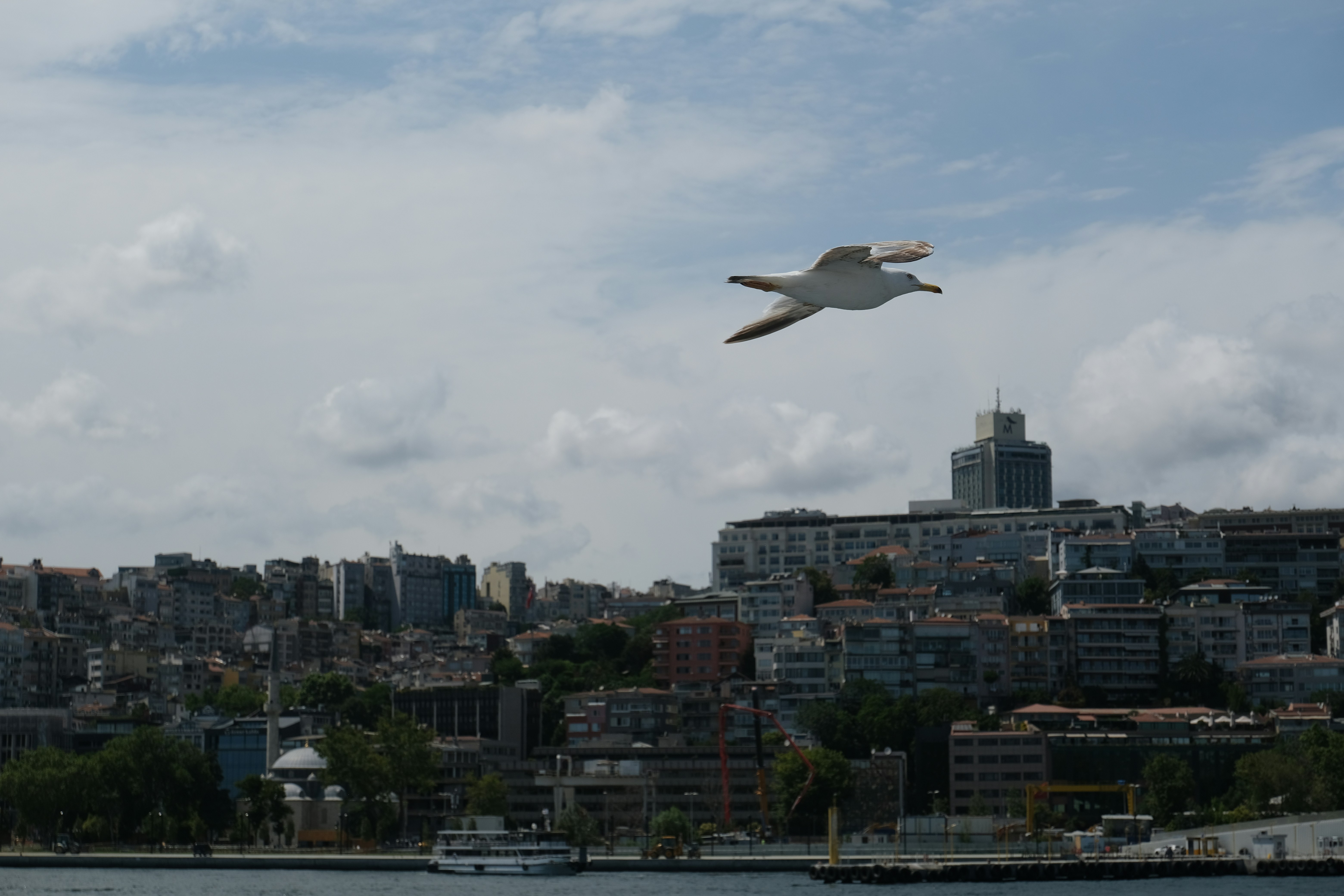 A seagull flies over a cityscape.