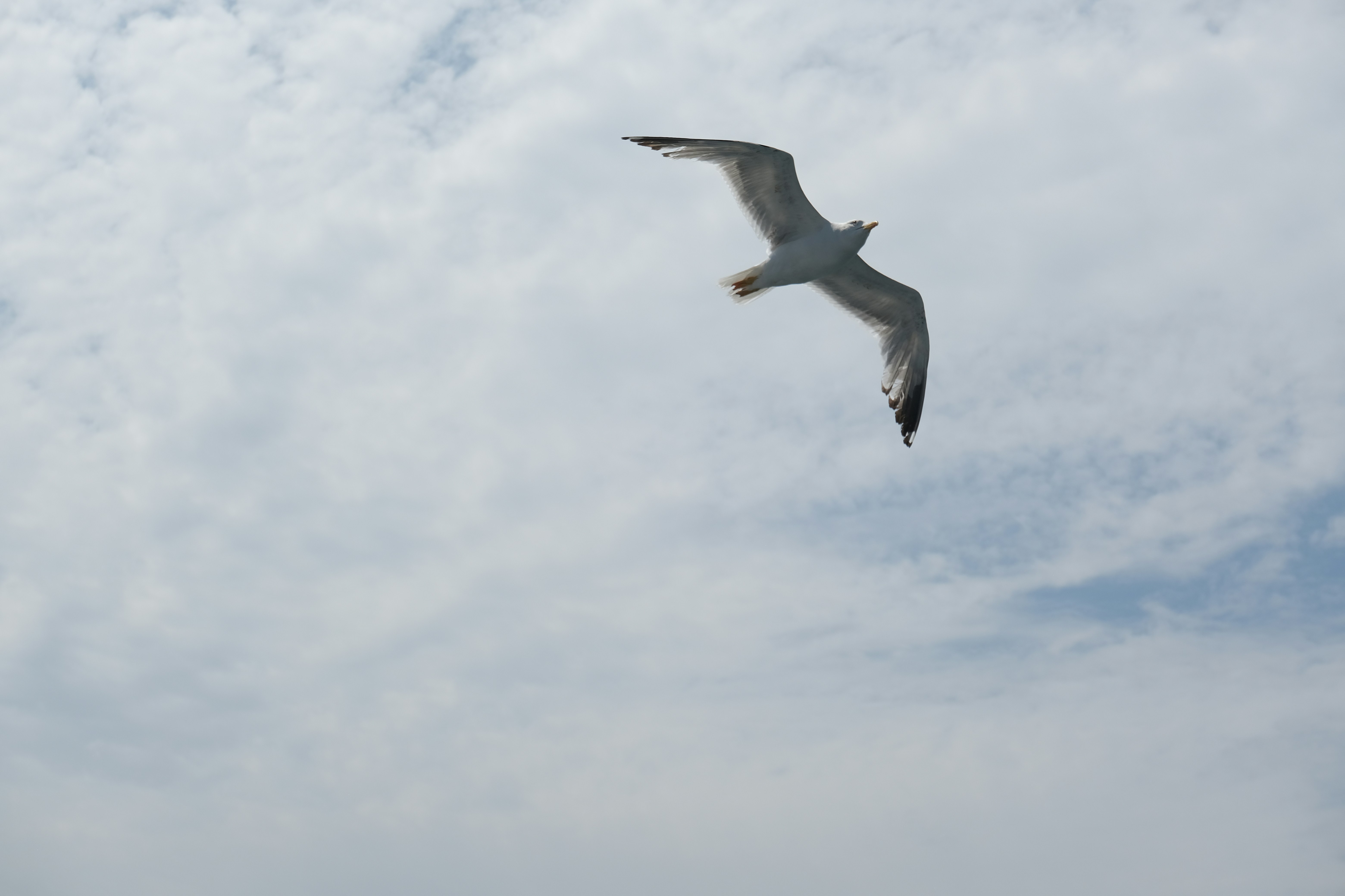 A seagull flies against a cloudy sky.