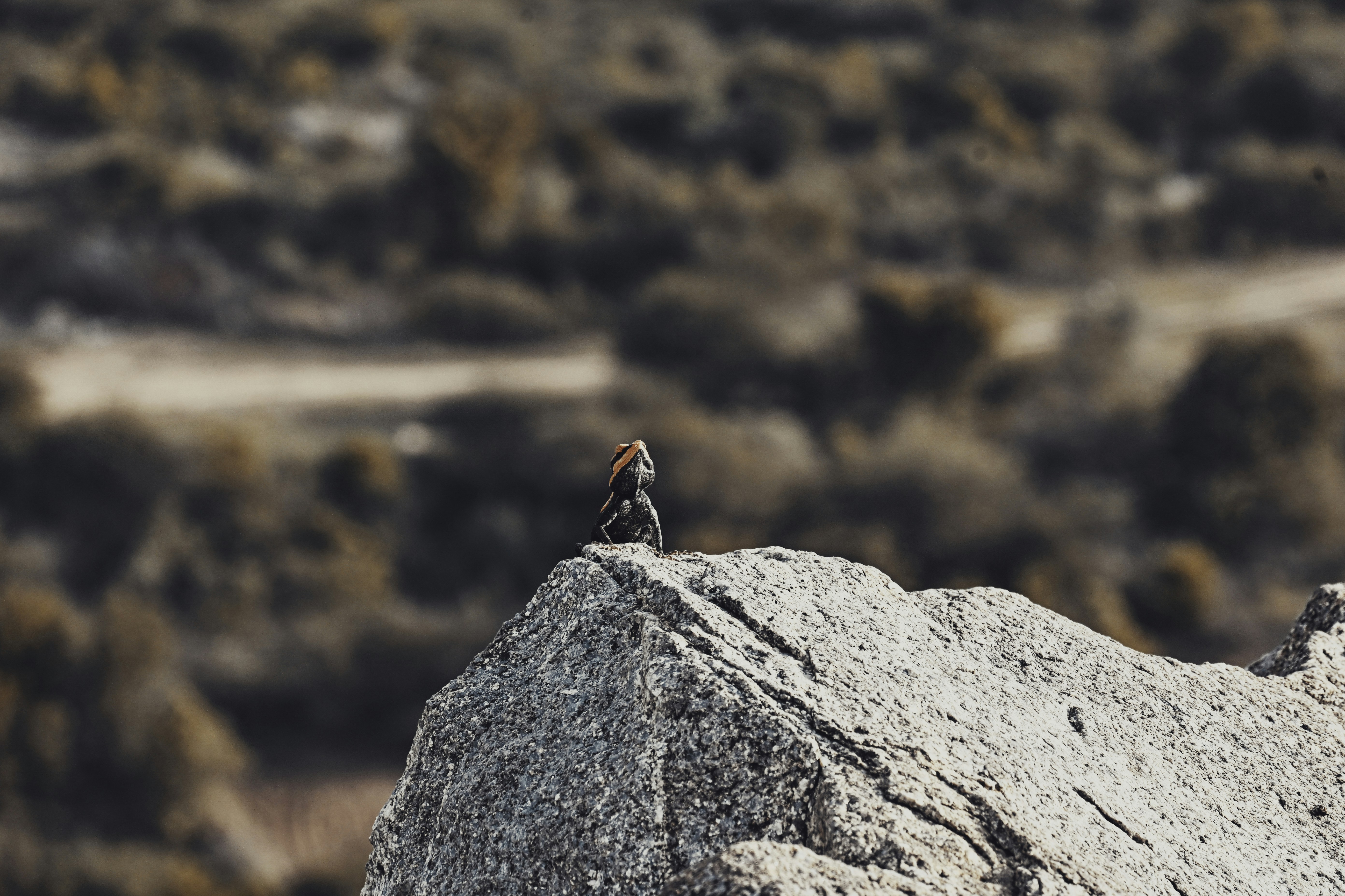 Sentinel of the Stone: A Bird's Watchful Perch