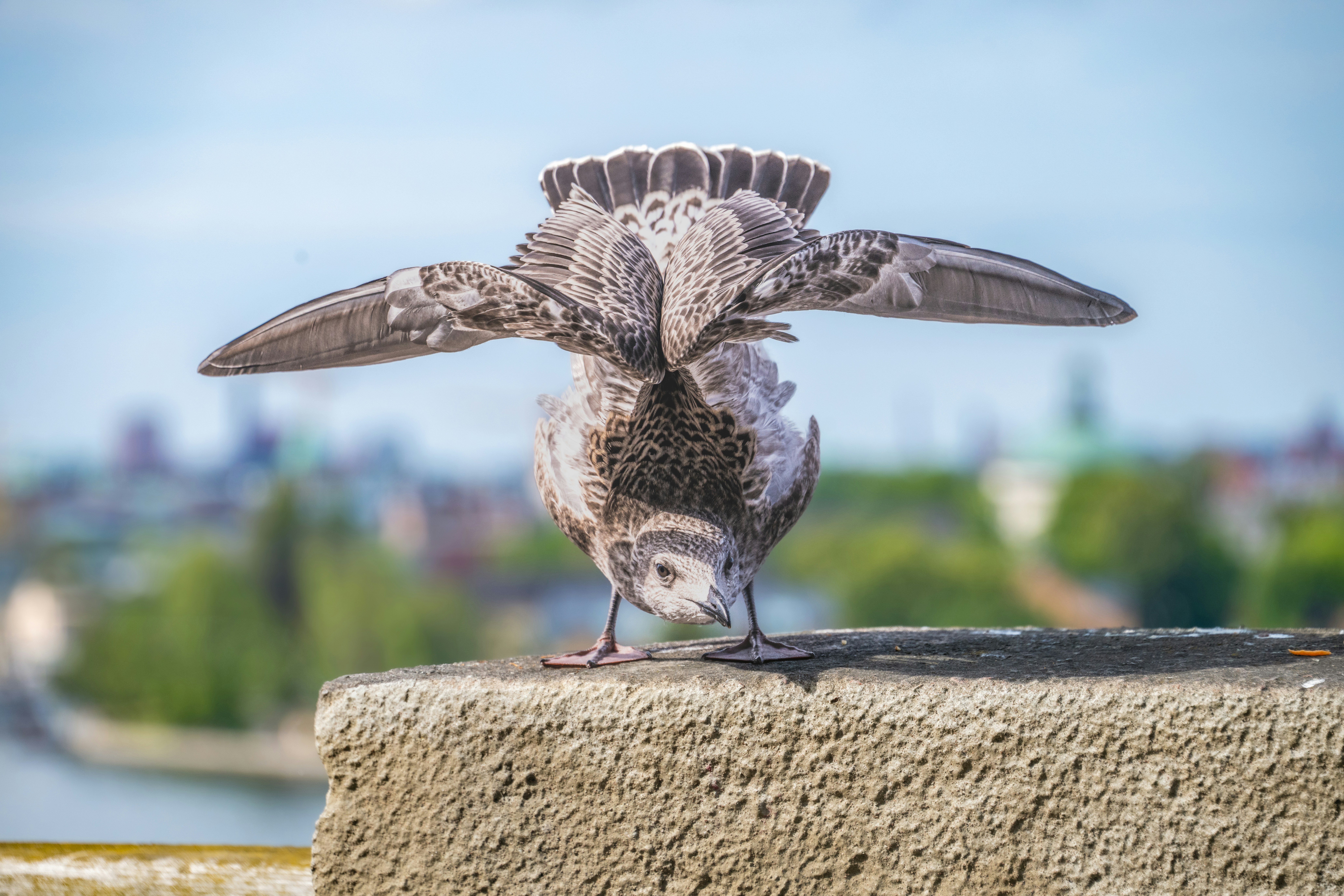 A young seagull displays its wings.