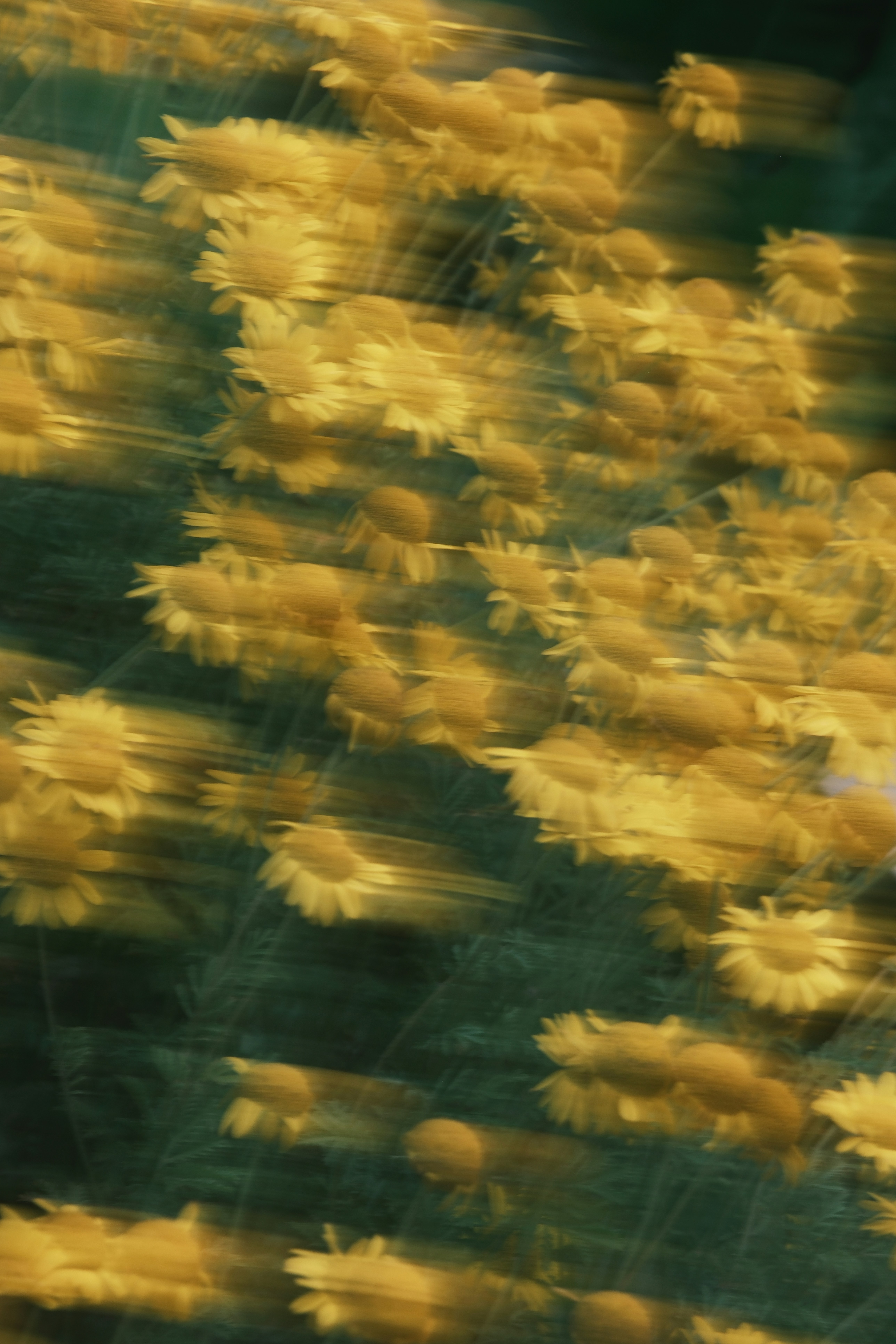 Vibrant yellow flowers captured in a dynamic blur, suggesting movement and vitality in a lush green setting.