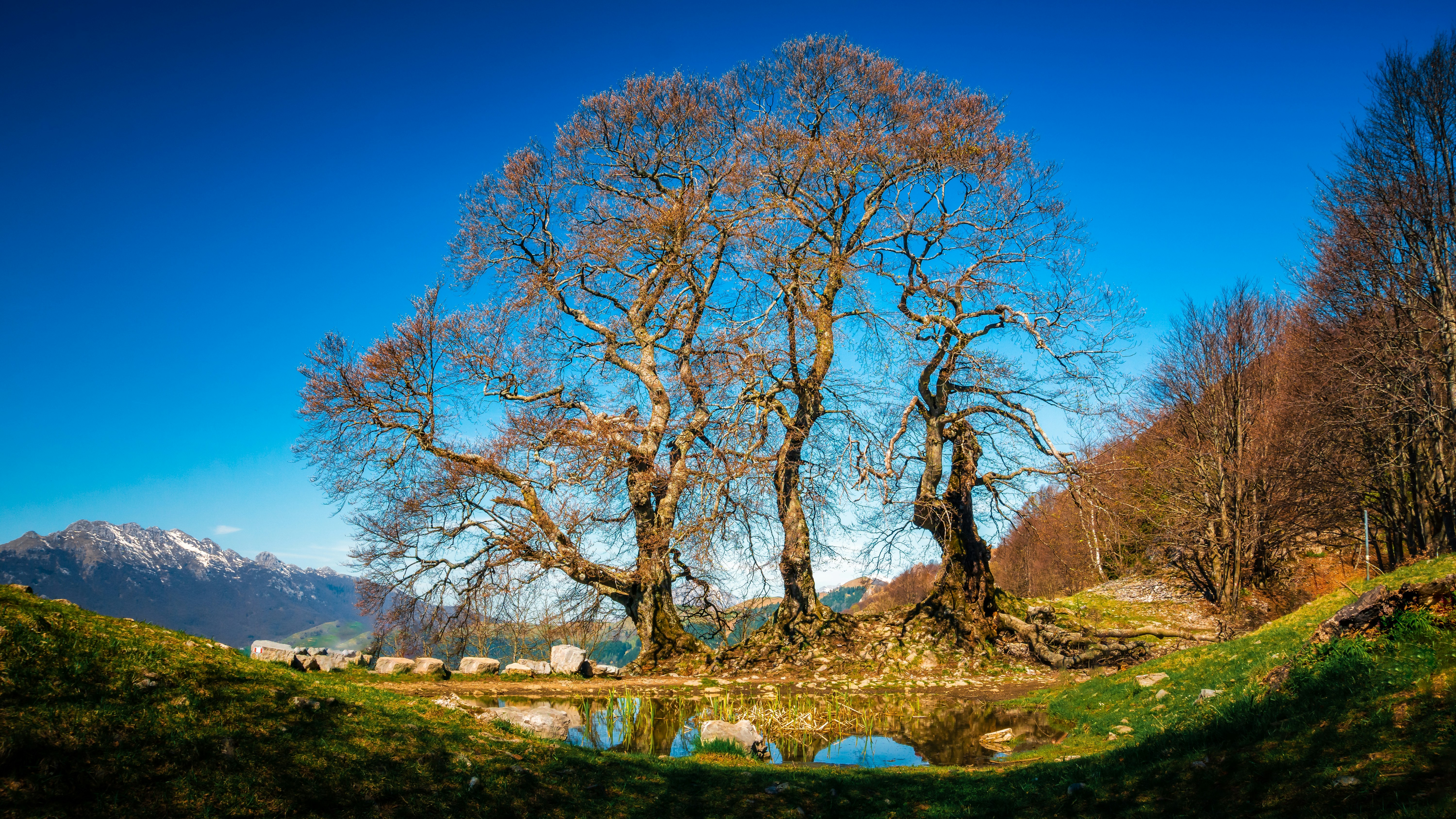 Whispers of Ancient Giants: A Tree's Tale