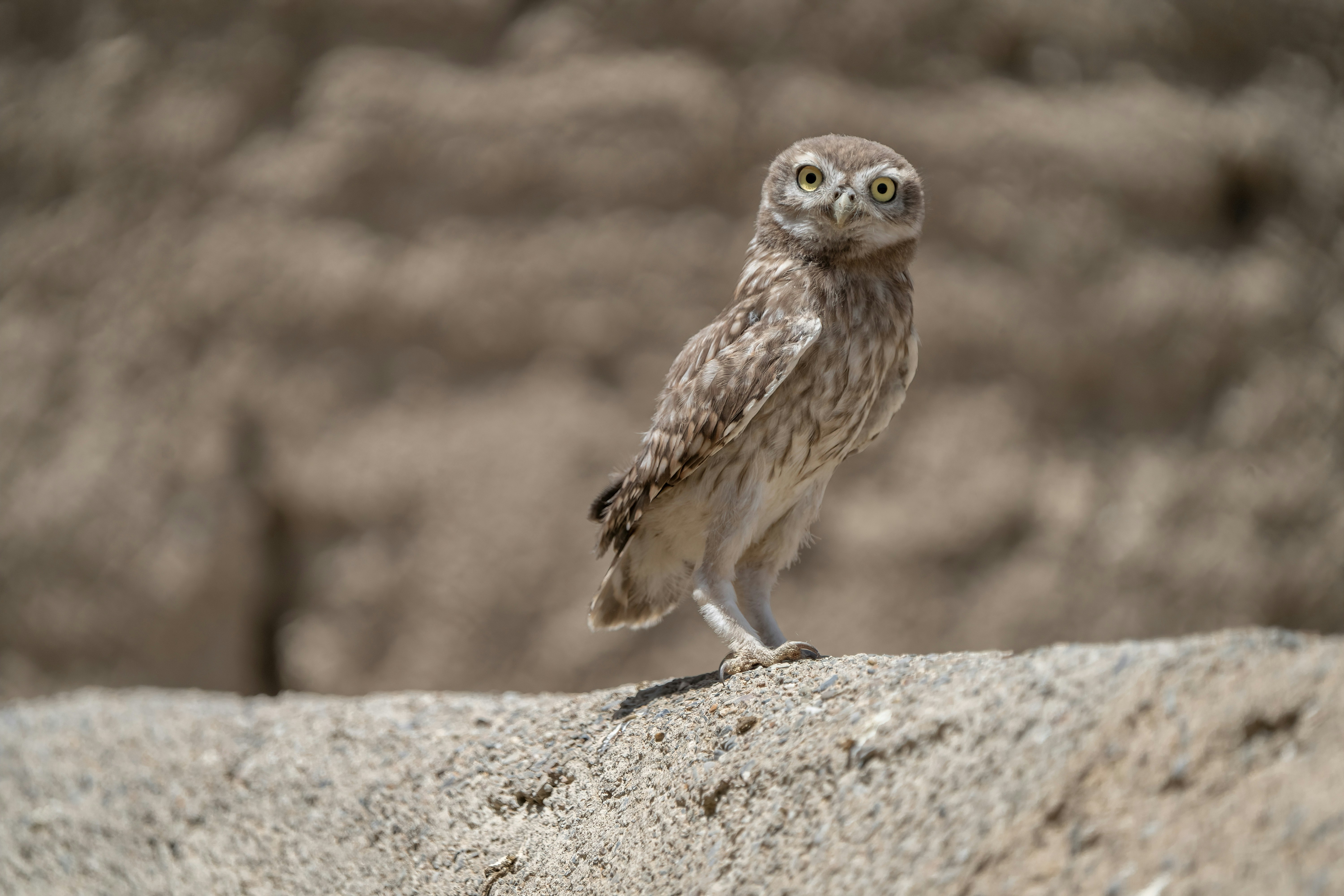 The Curious Sentinel of the Desert