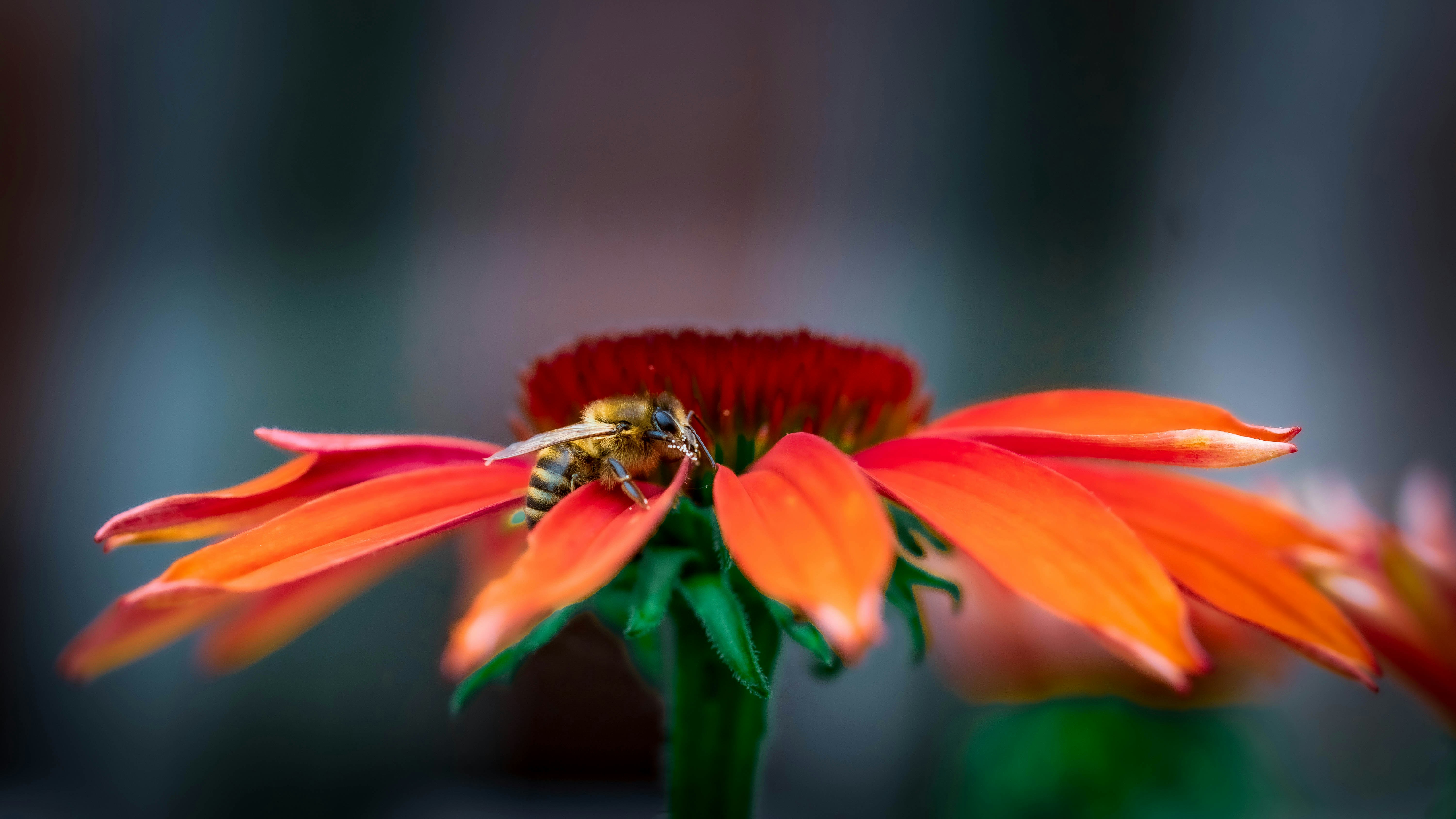 Harmony in Nature: The Dance of Bee and Blossom