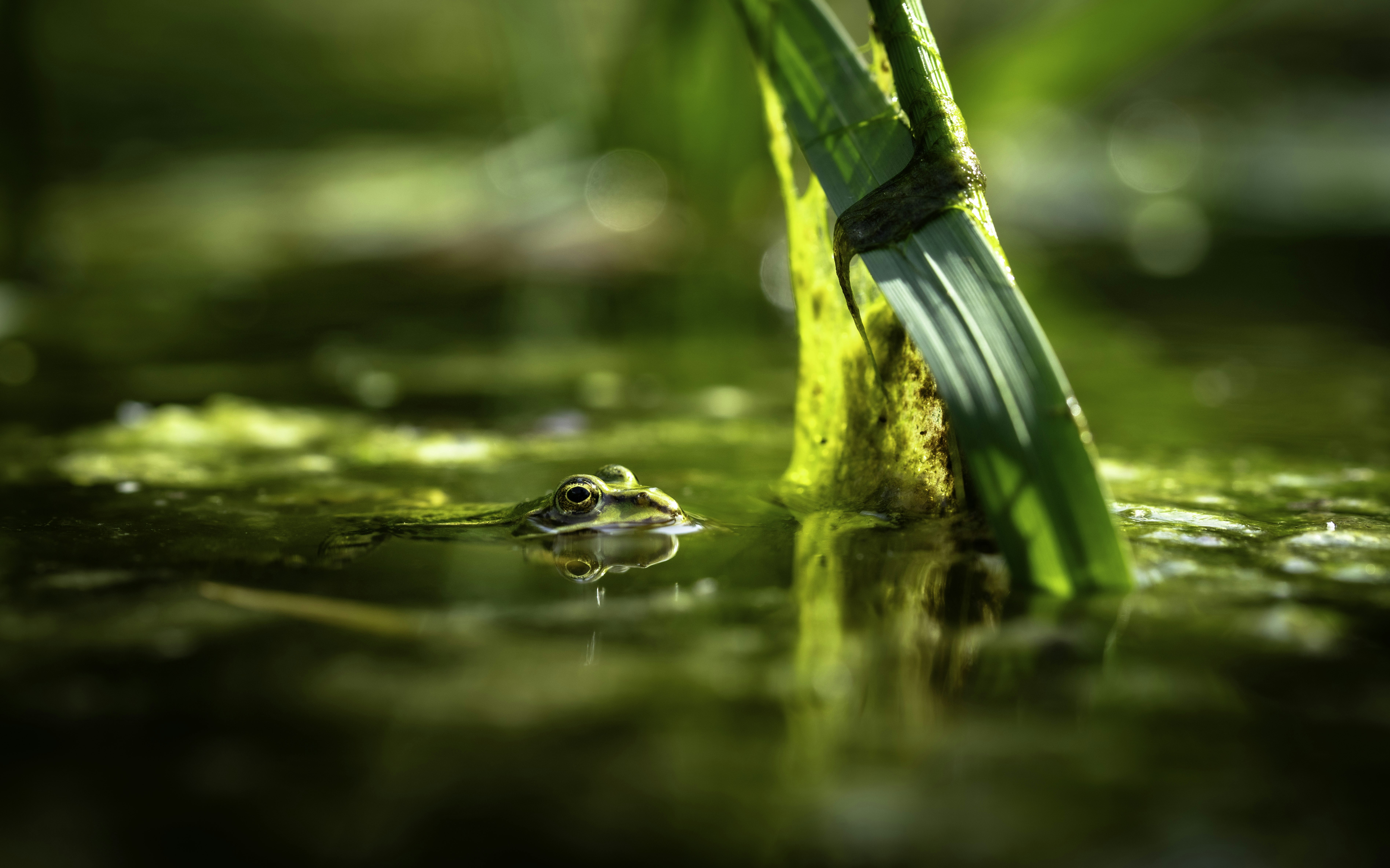 A frog floats in the green water.