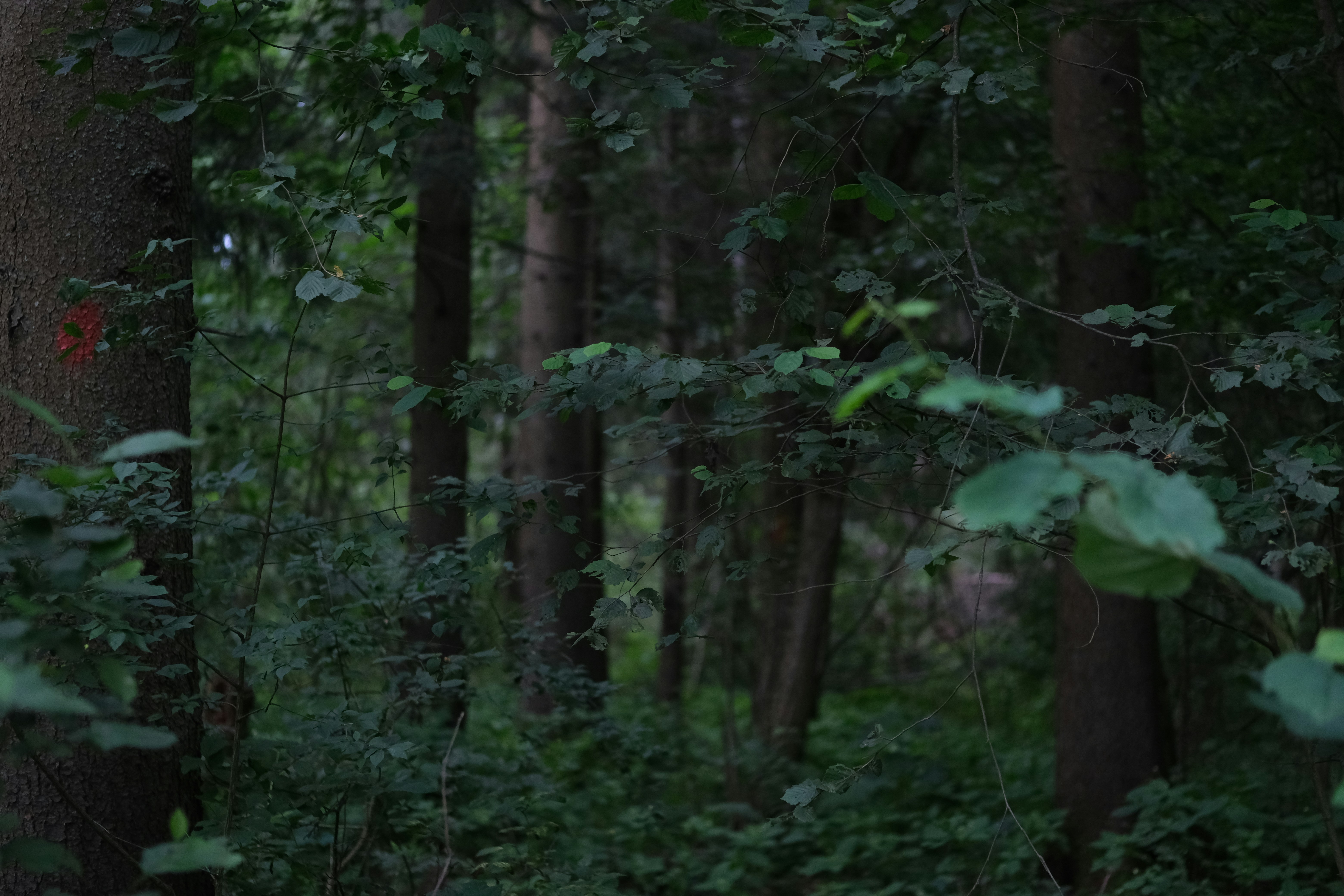 Dense forest scene with towering trees and vibrant green foliage, capturing the serene essence of nature. A subtle red marking on a tree adds a hint of intrigue.
