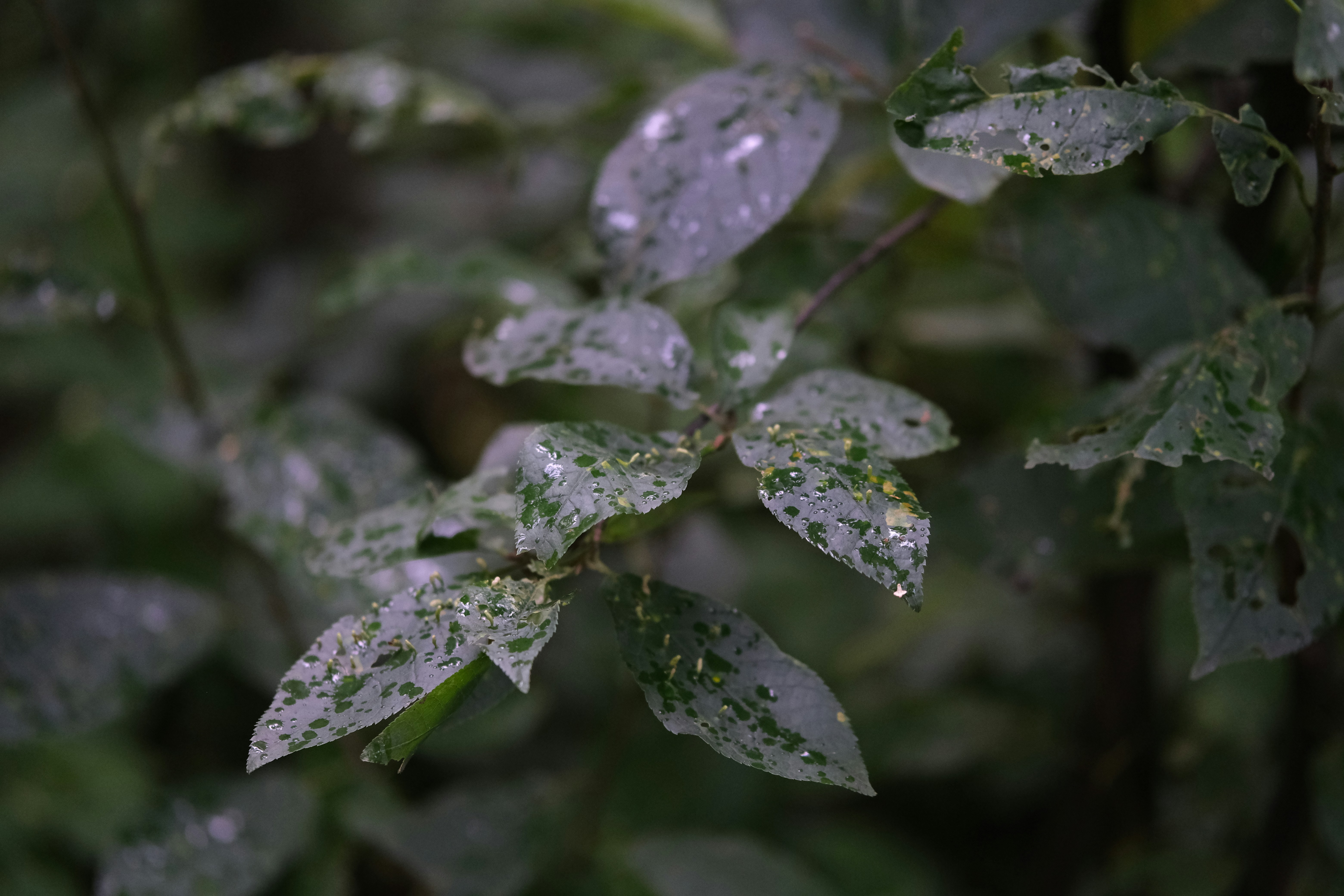 Water droplets adorn damaged, green leaves.