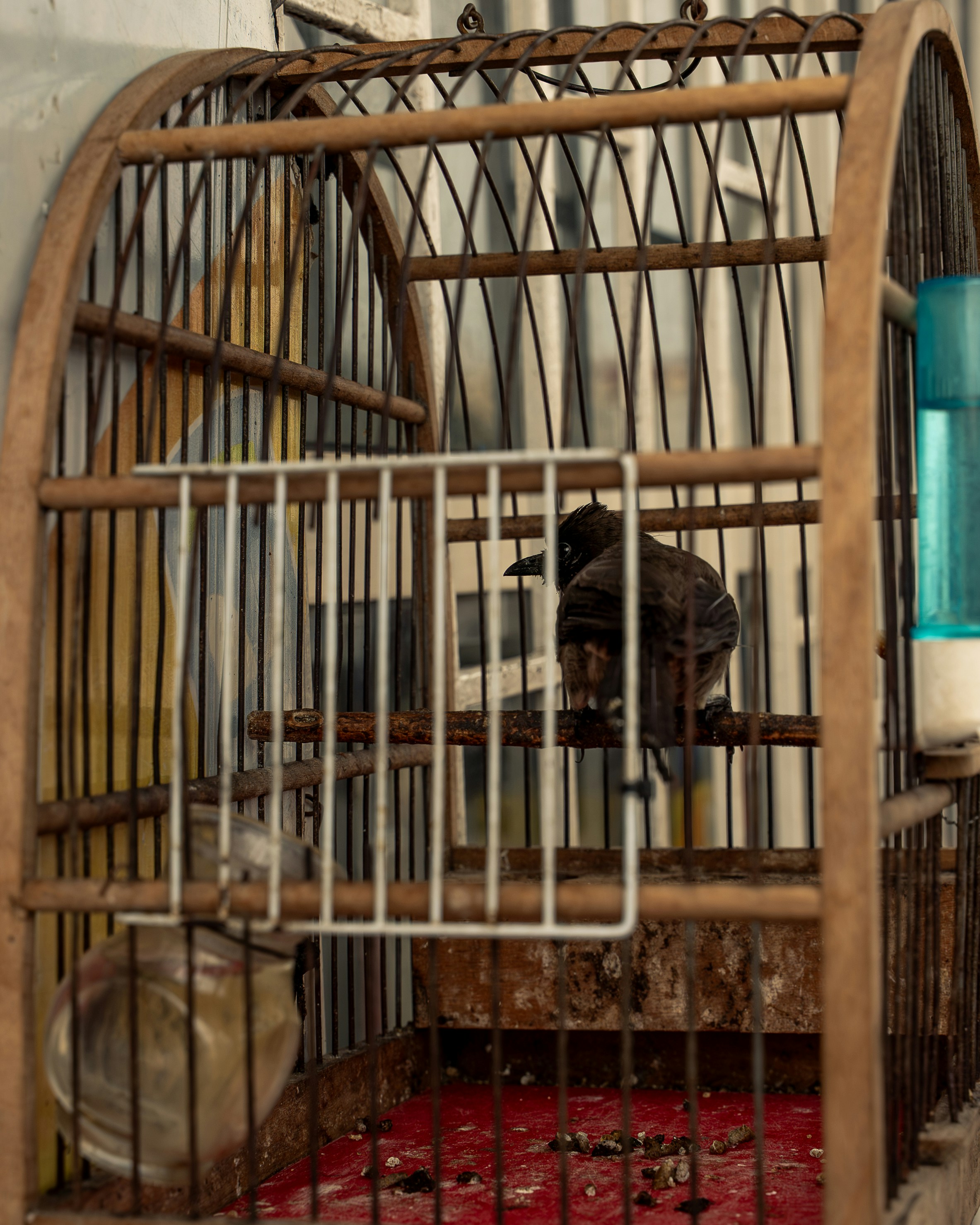 Quiet Perch Among Weathered Bars: Sparrow Resting in a Rusted Cage