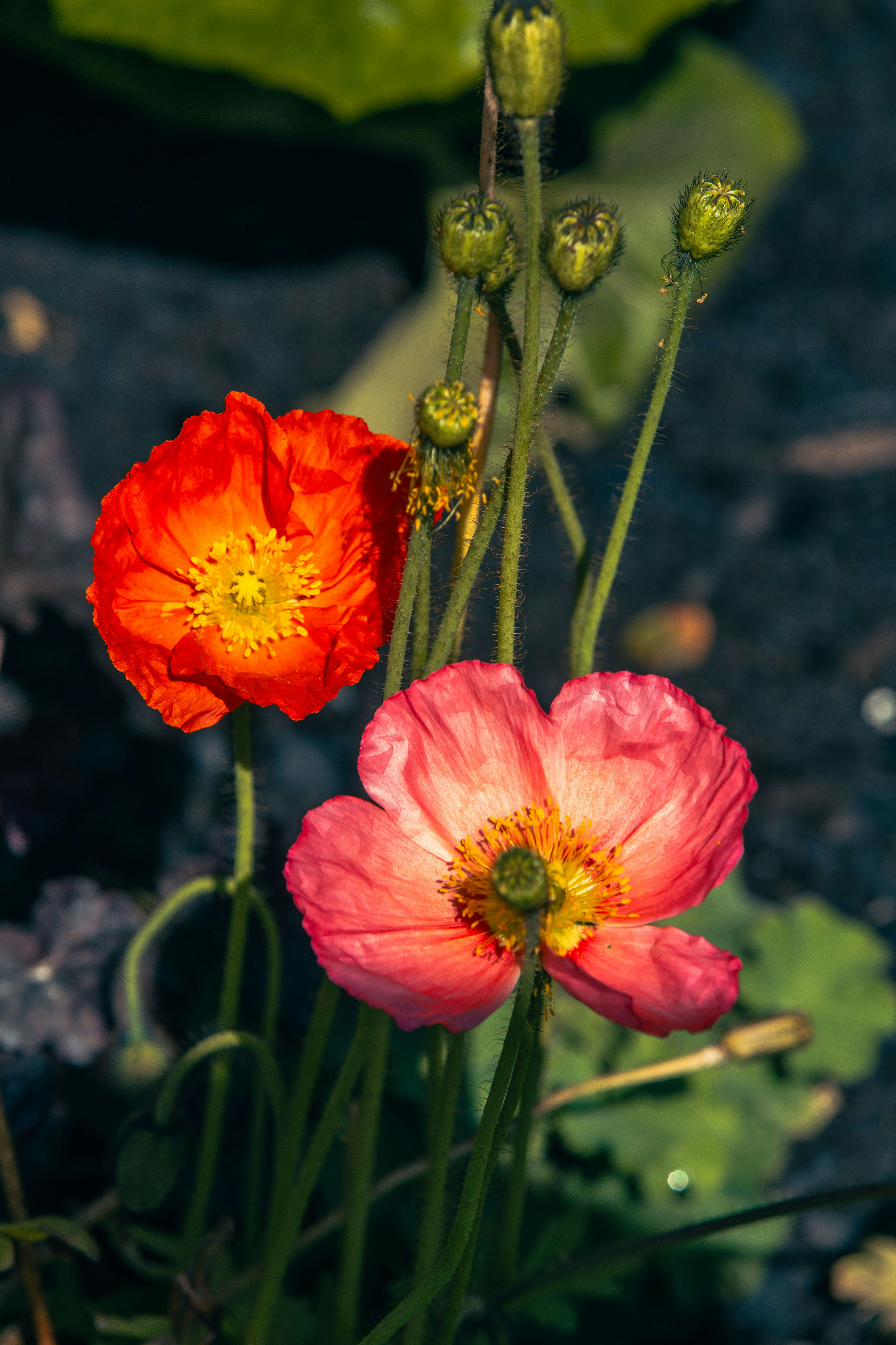 A Symphony of Poppy Colors