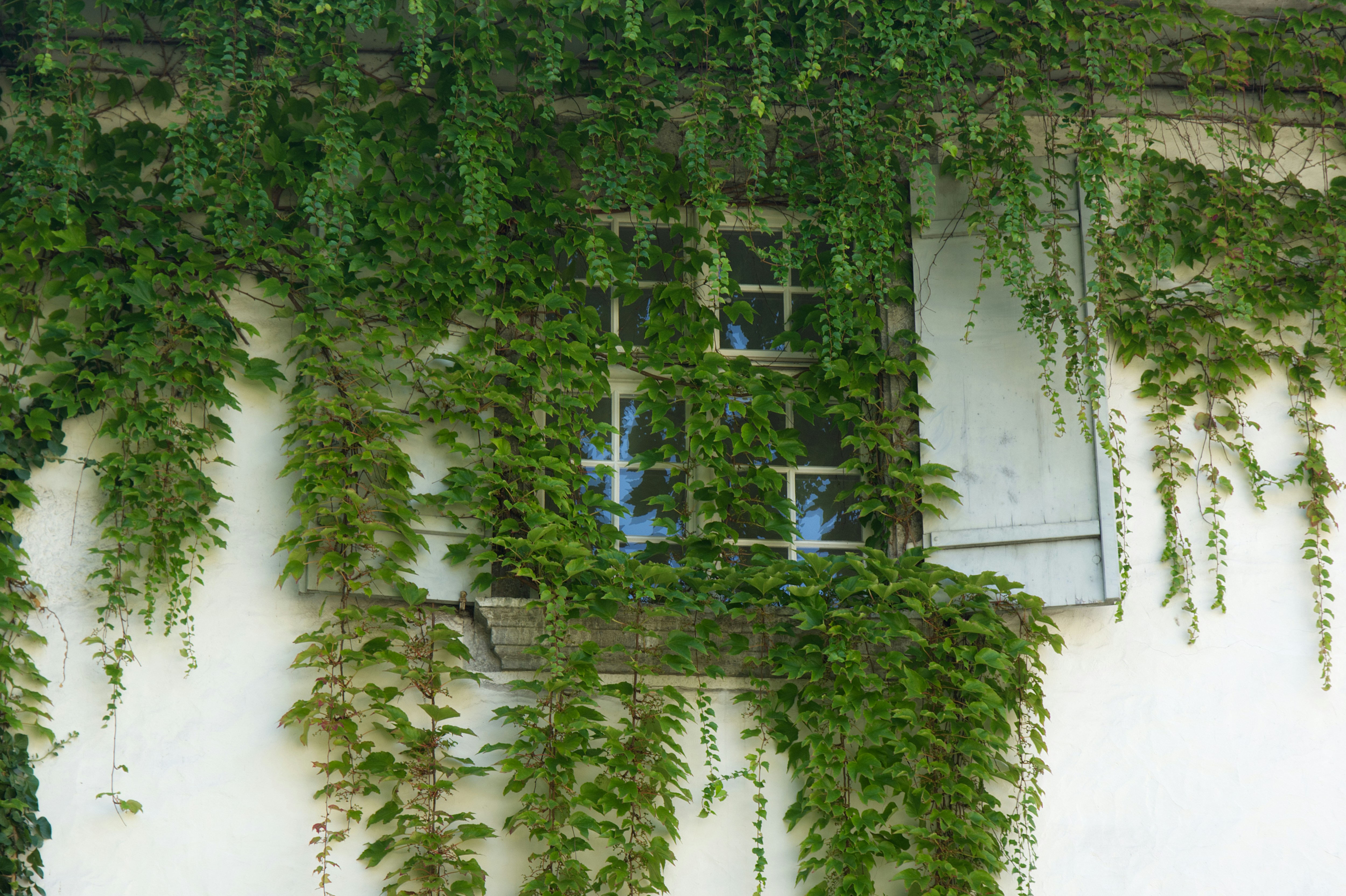 Overgrown window | Ivy covers a window on a white wall.