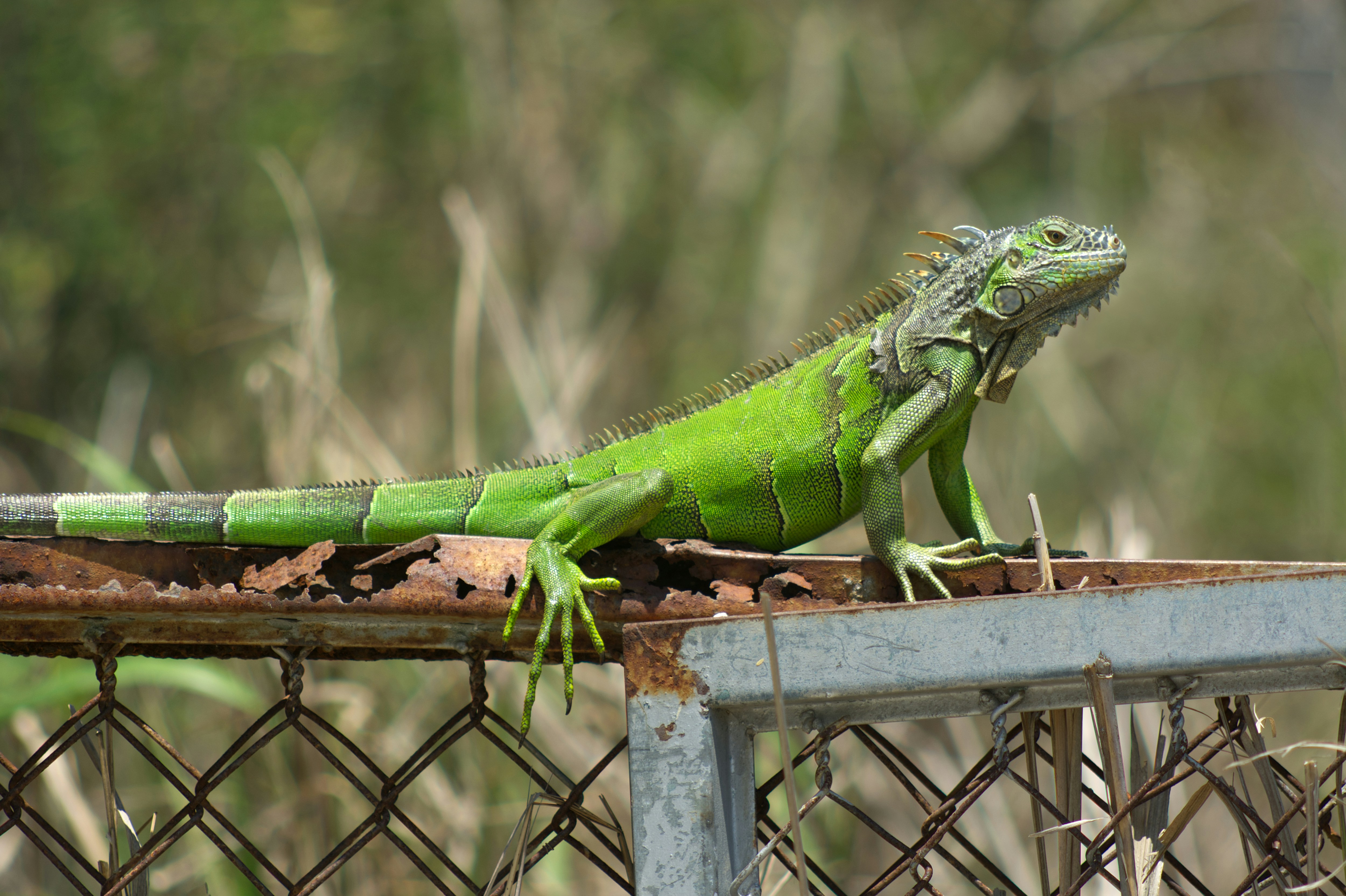 Juvenile green iguana on a fence | A green iguana perches on a weathered fence.