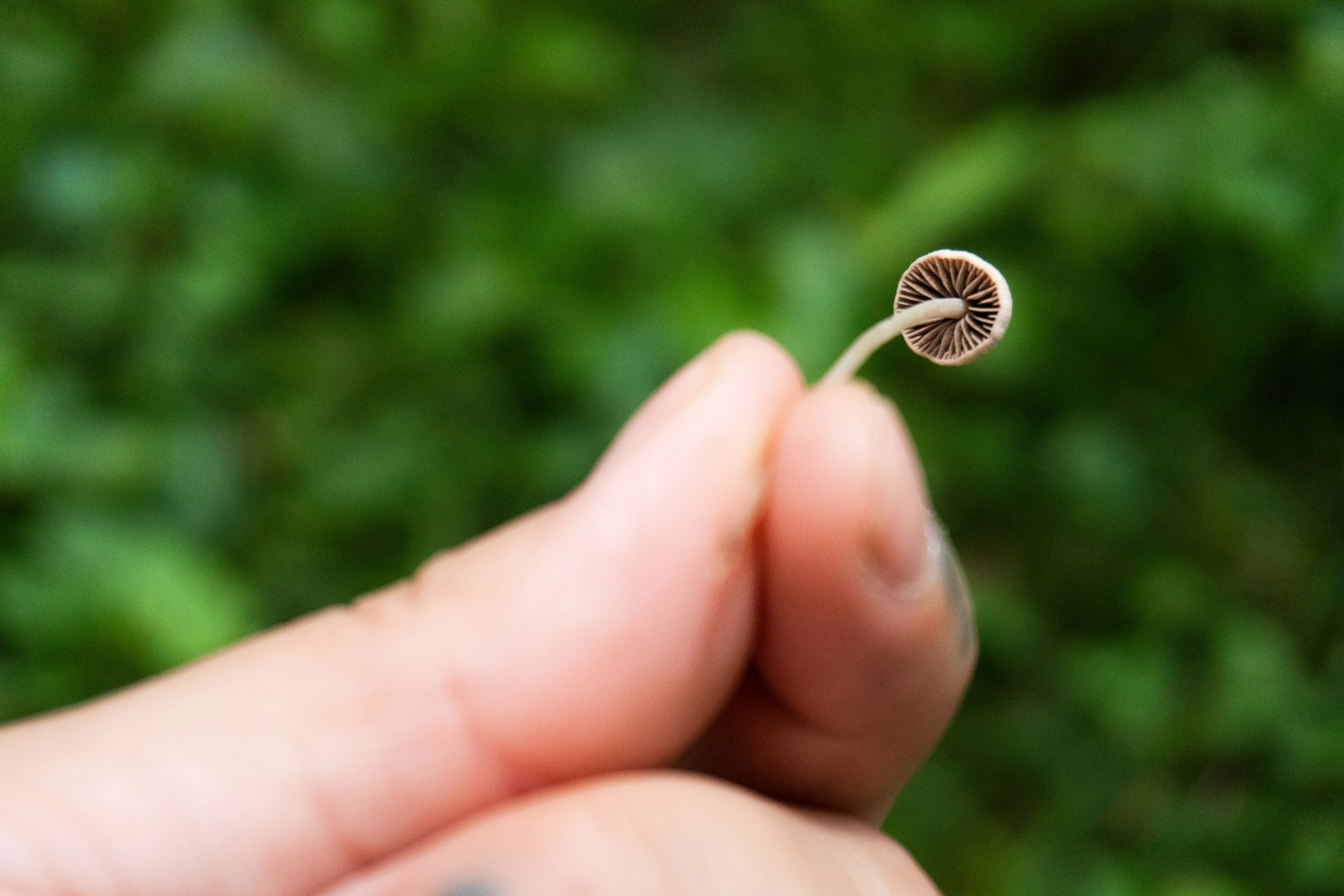 Tiny Gilled Spotlight: a delicate mushroom cap held in focus