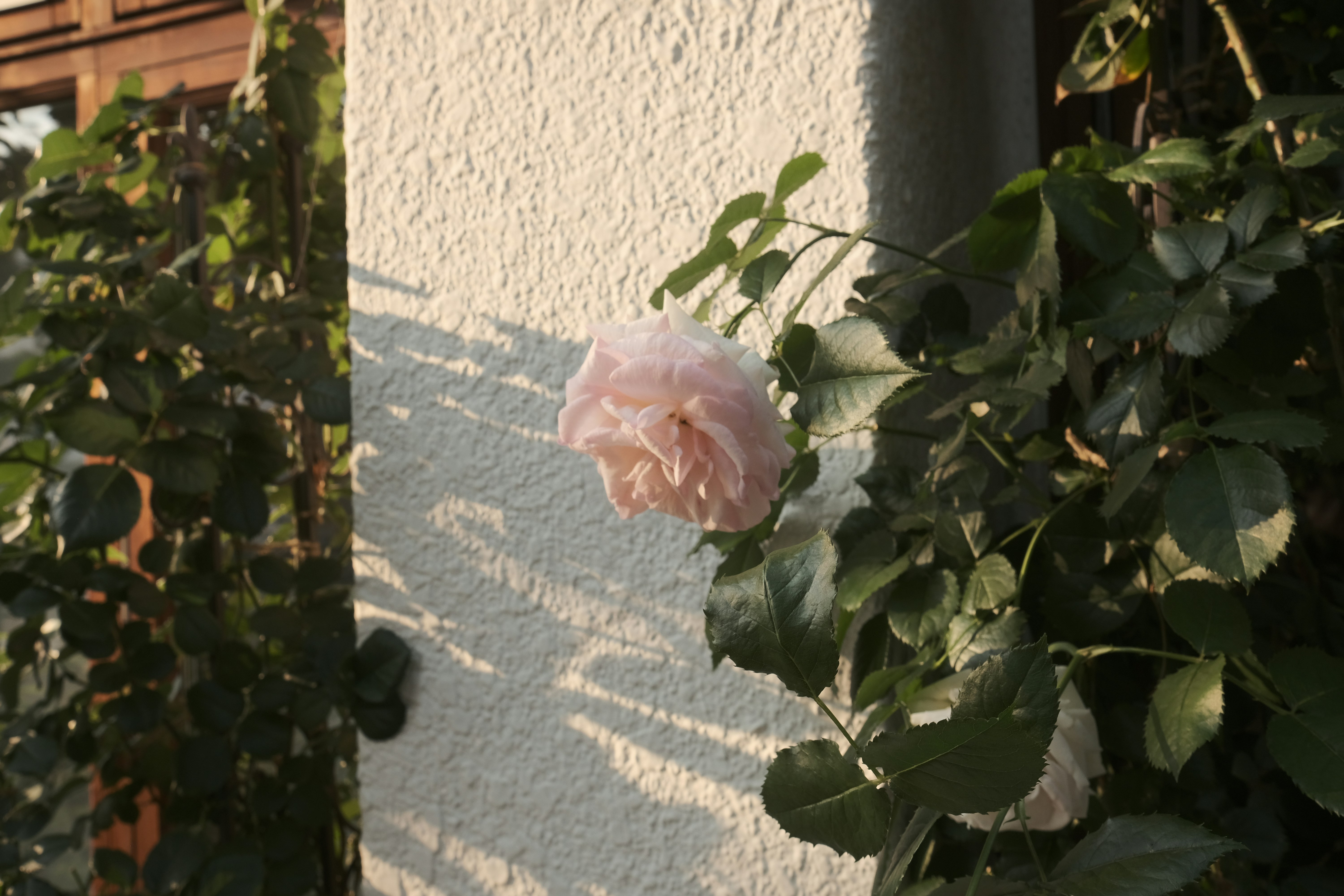 A pink rose blooms beside a white wall. photo – Free Flower Image on ...