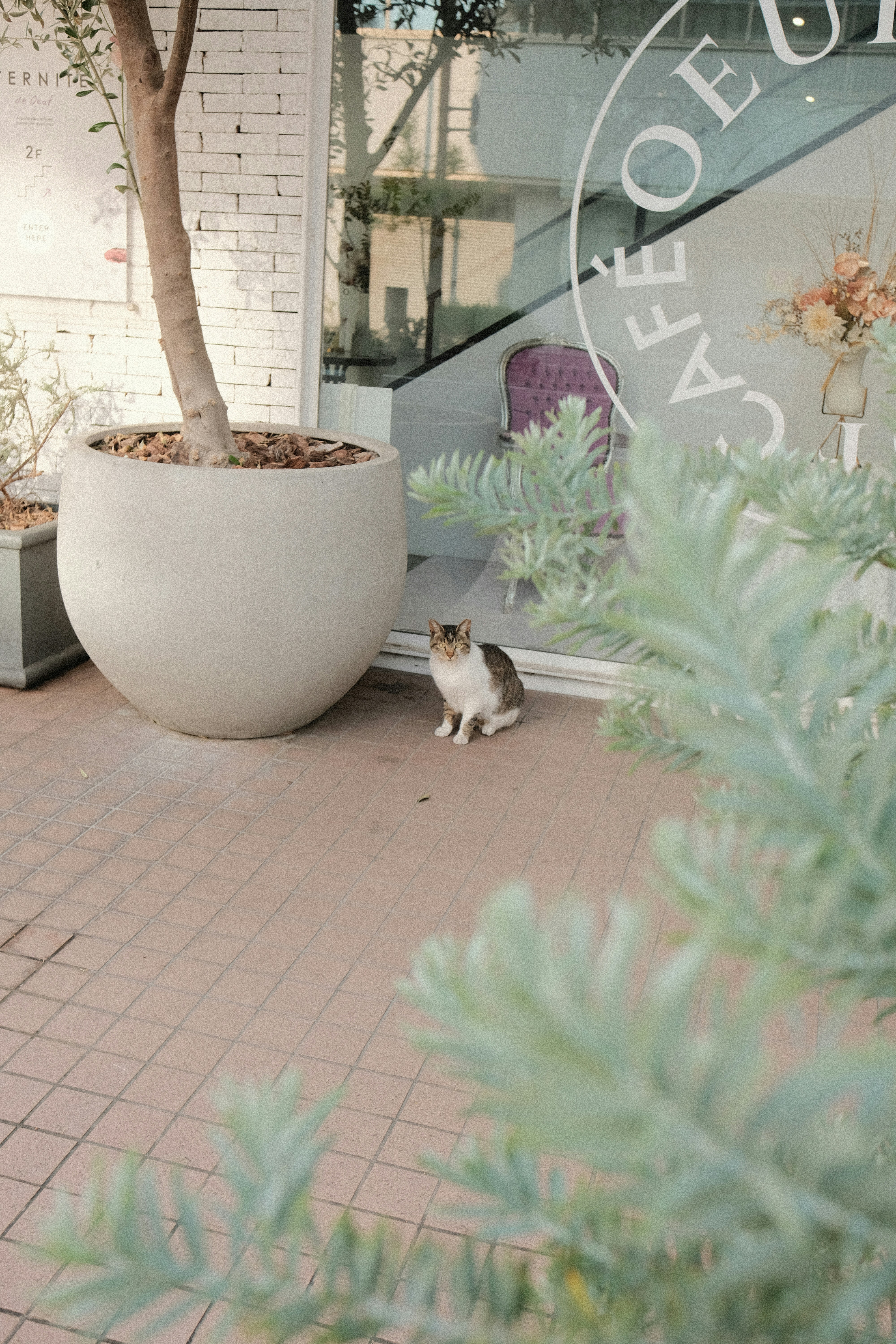 Whiskers and Whimsy: A Moment at the Café