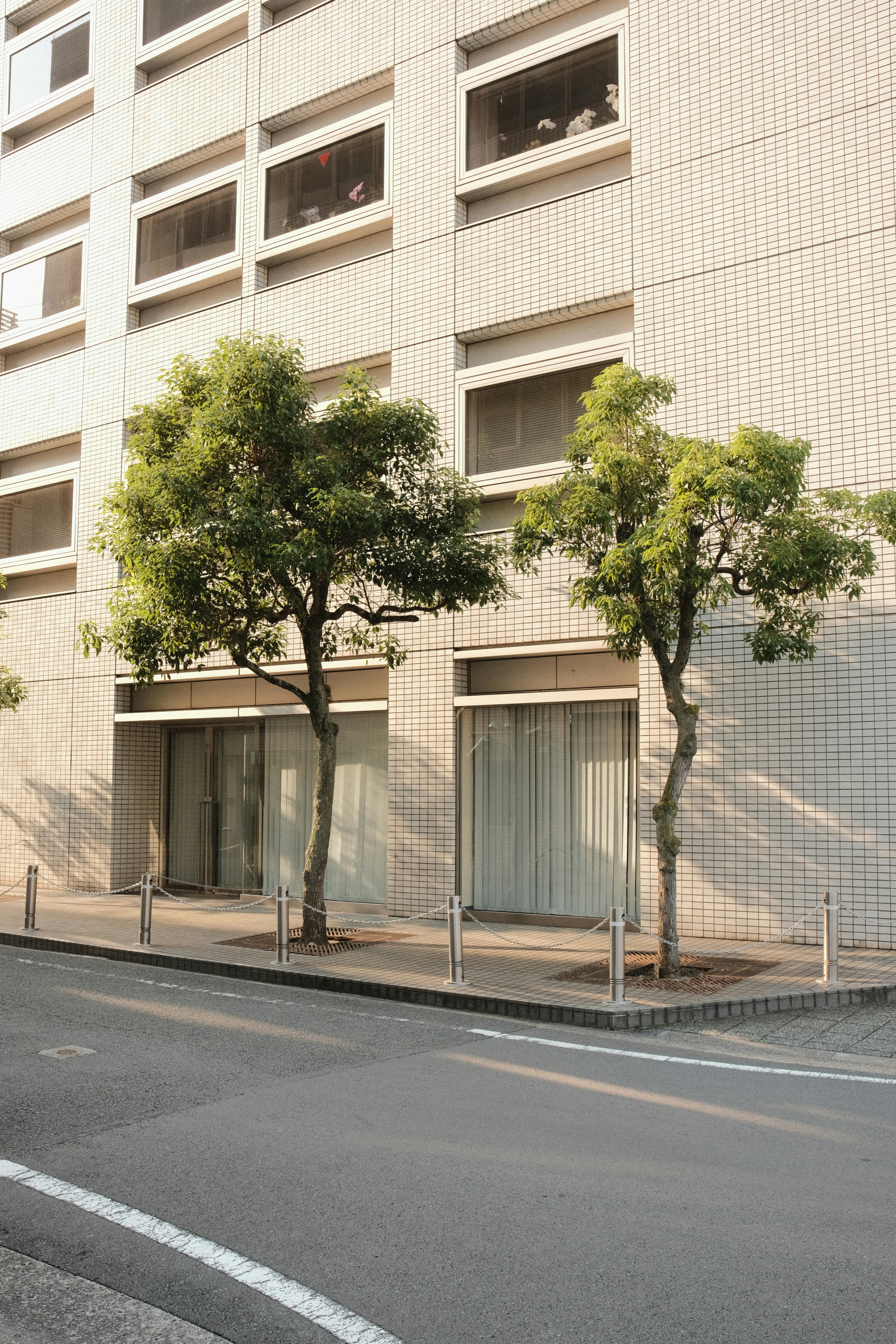 Trees stand near a building with windows. photo – Free Street ...
