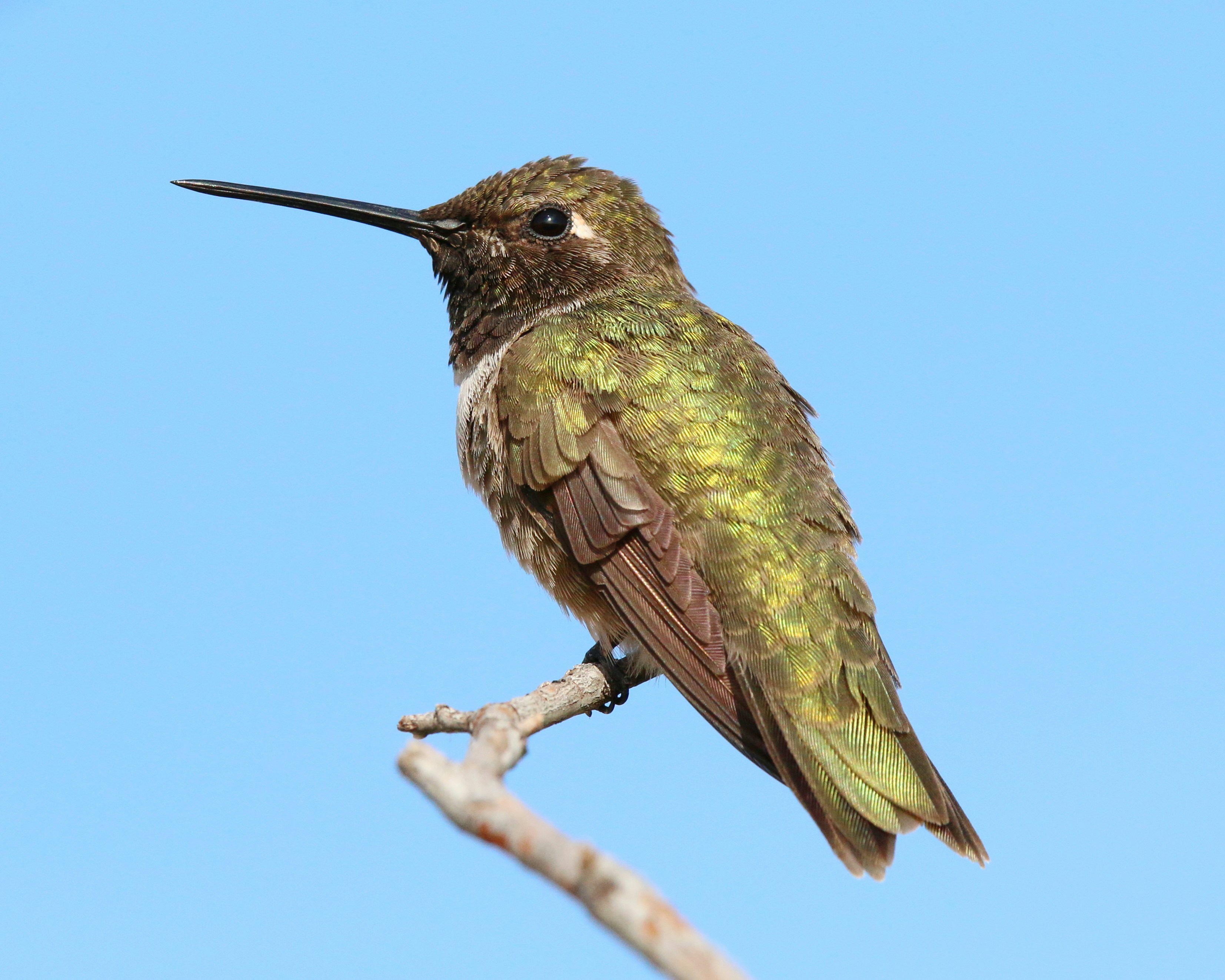 A hummingbird perches on a branch.