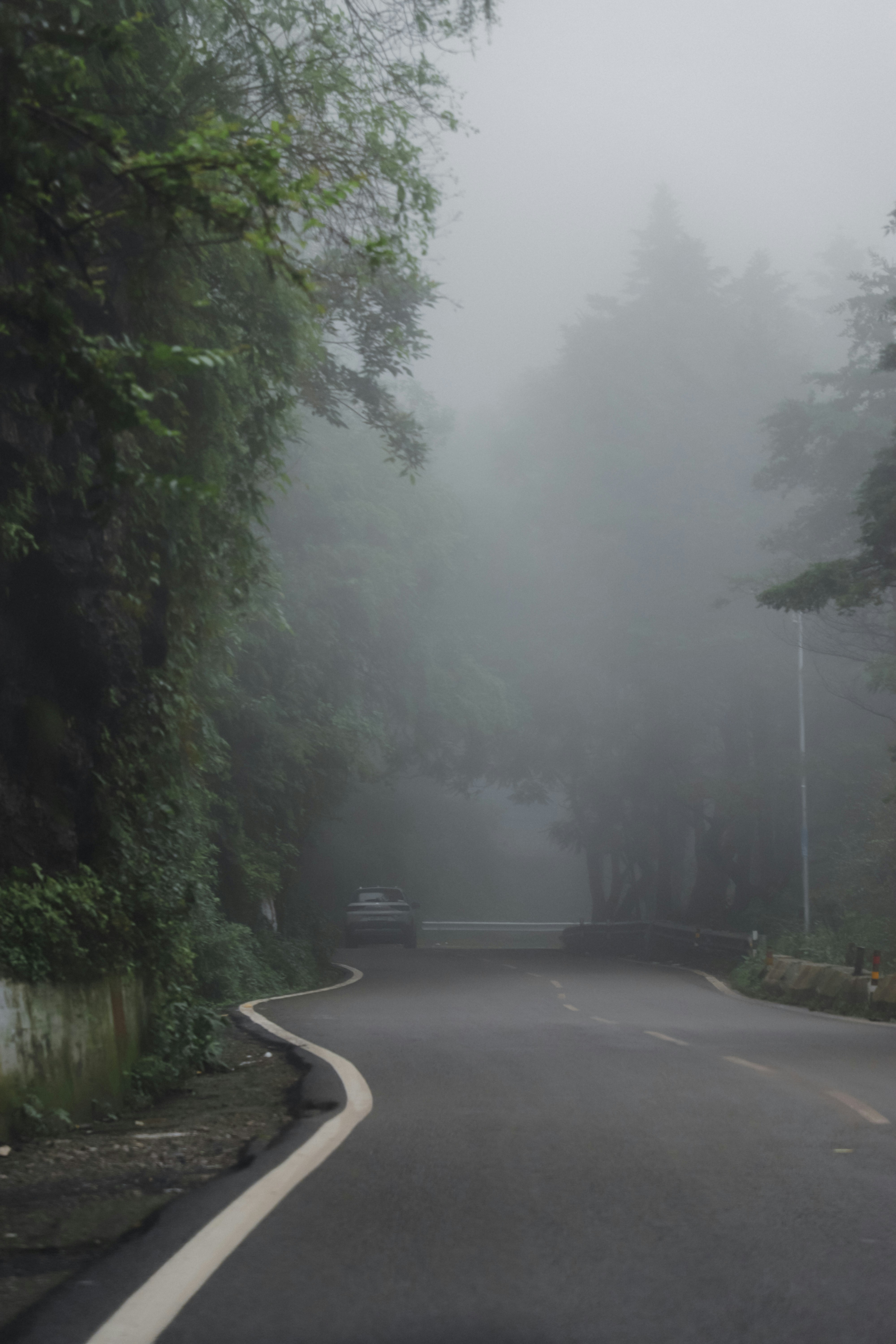 A foggy road winds through lush green trees.