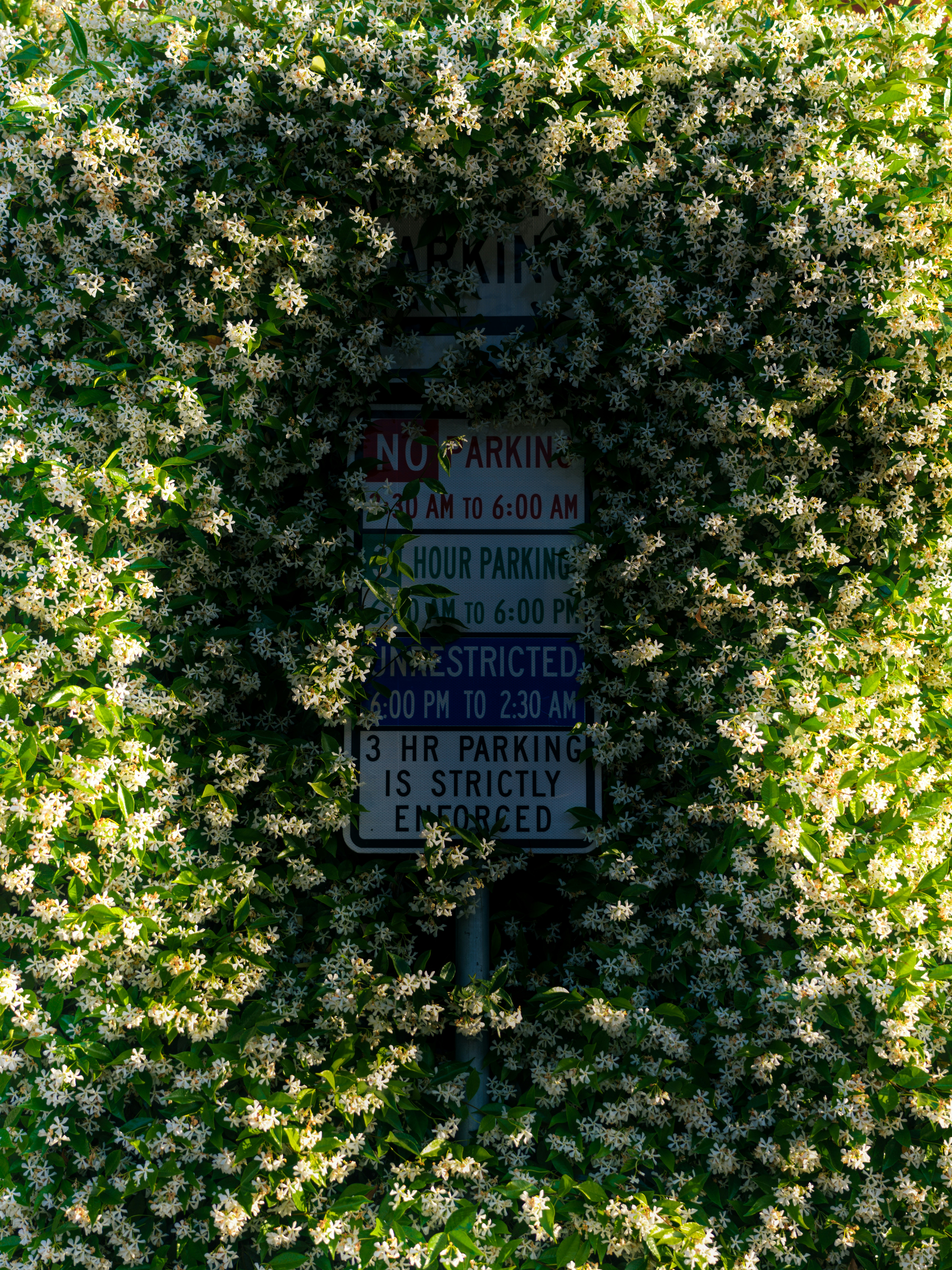 Parking signs are almost completely obscured by flowers.