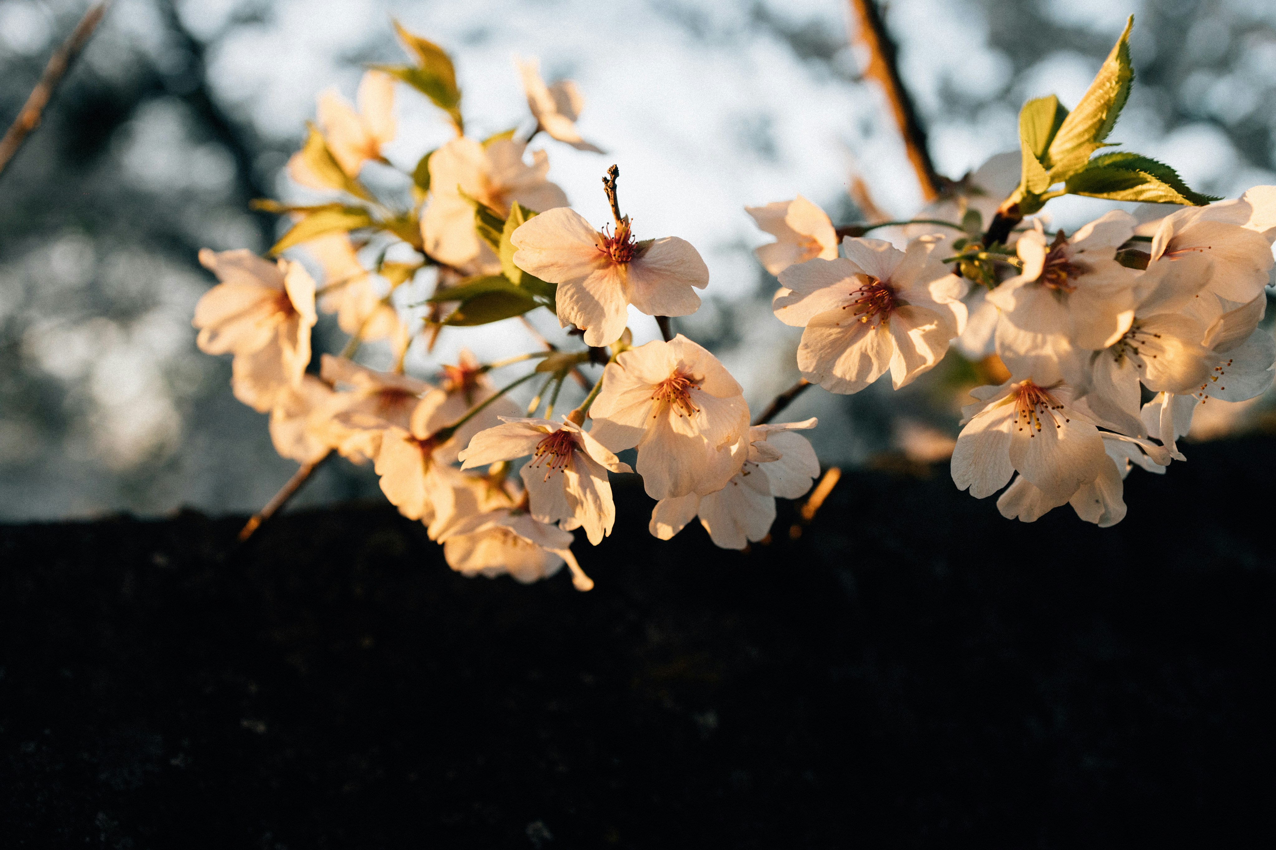 Beautiful cherry blossoms in soft sunlight. photo – Free Japan Image on ...