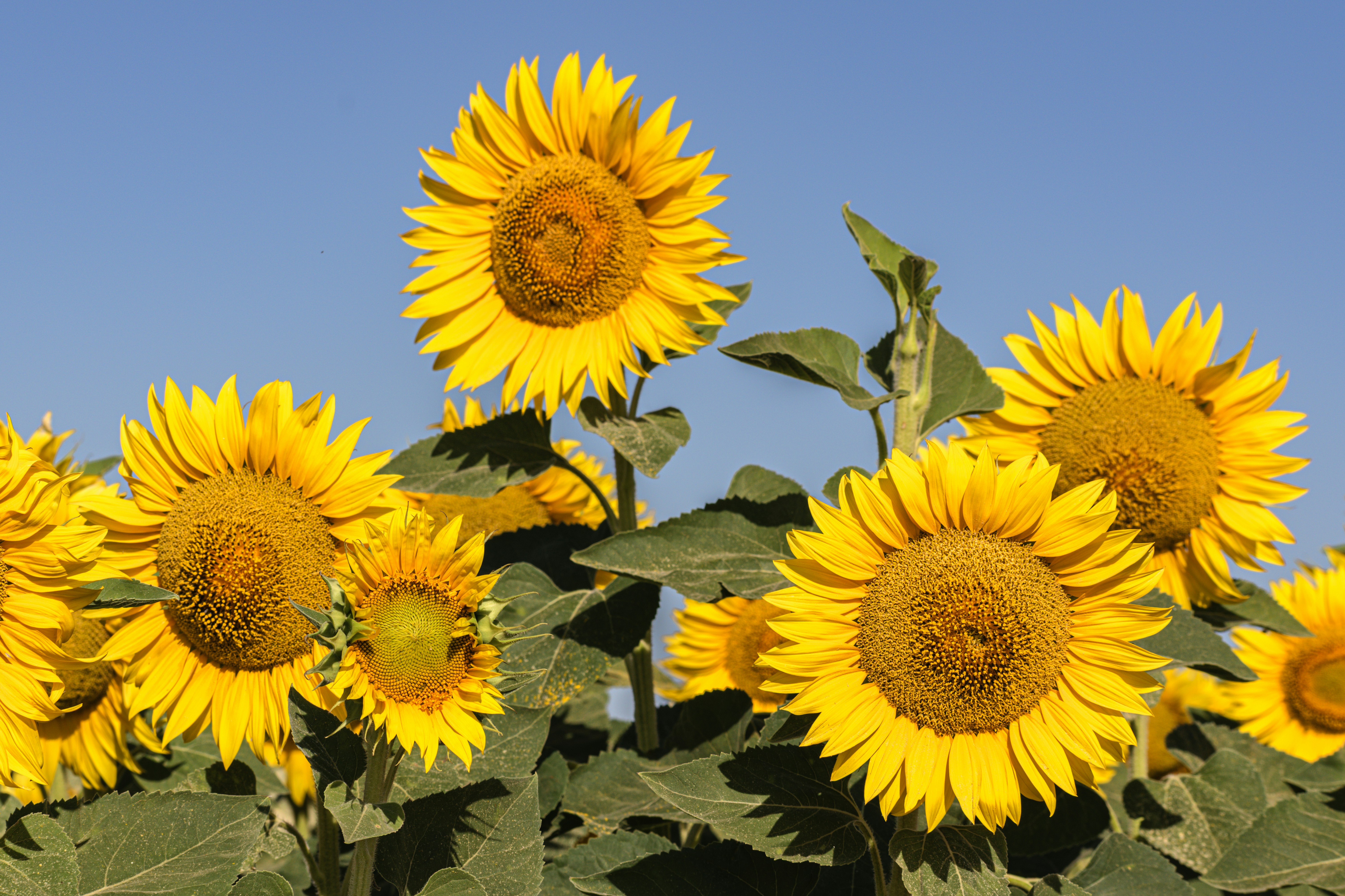 Vibrant sunflowers basking under a clear blue sky, showcasing their bright yellow petals and intricate centers.