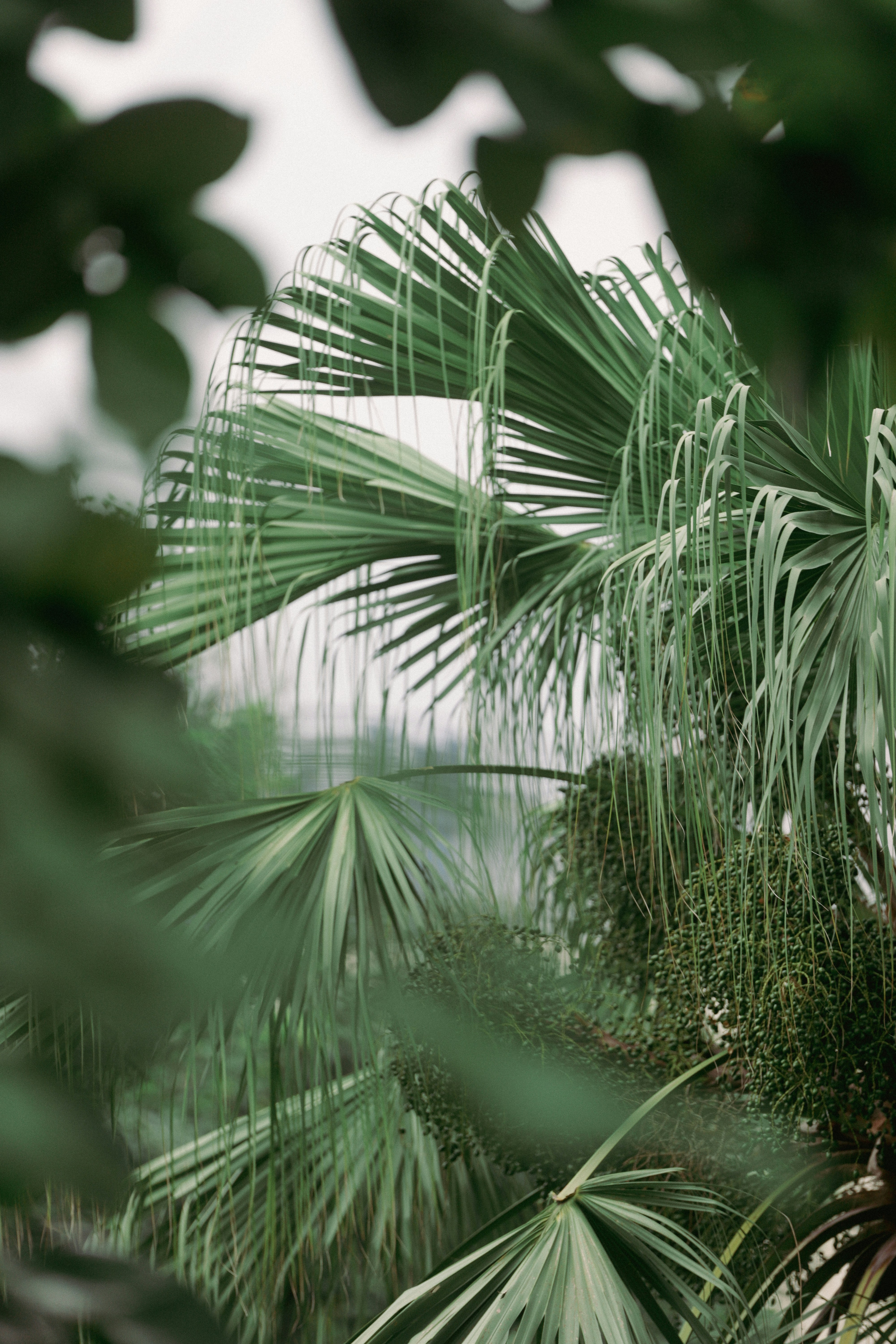 Whispers of the Tropical Canopy
