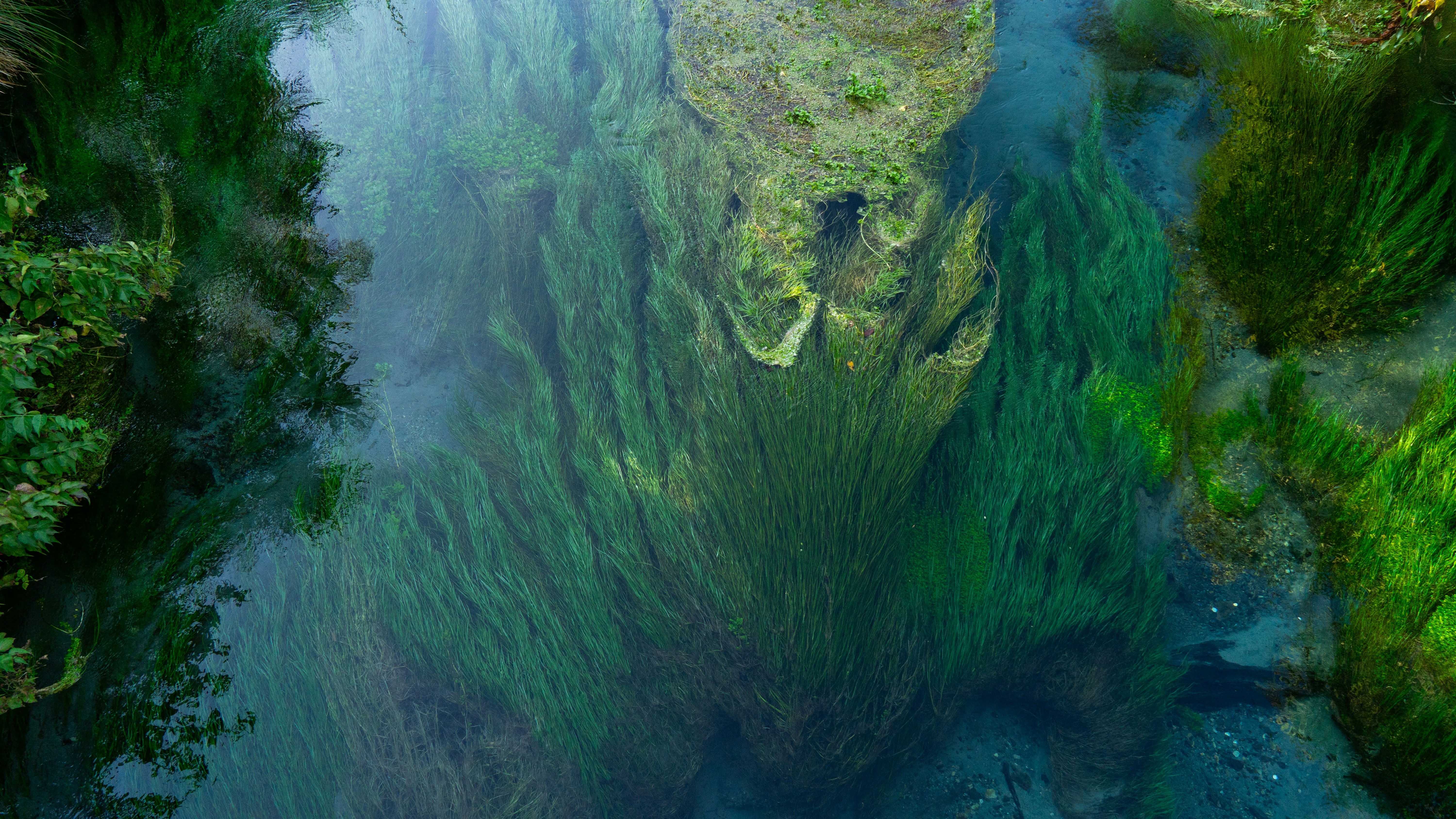 Lush, underwater plants grow in a clear, blue stream.