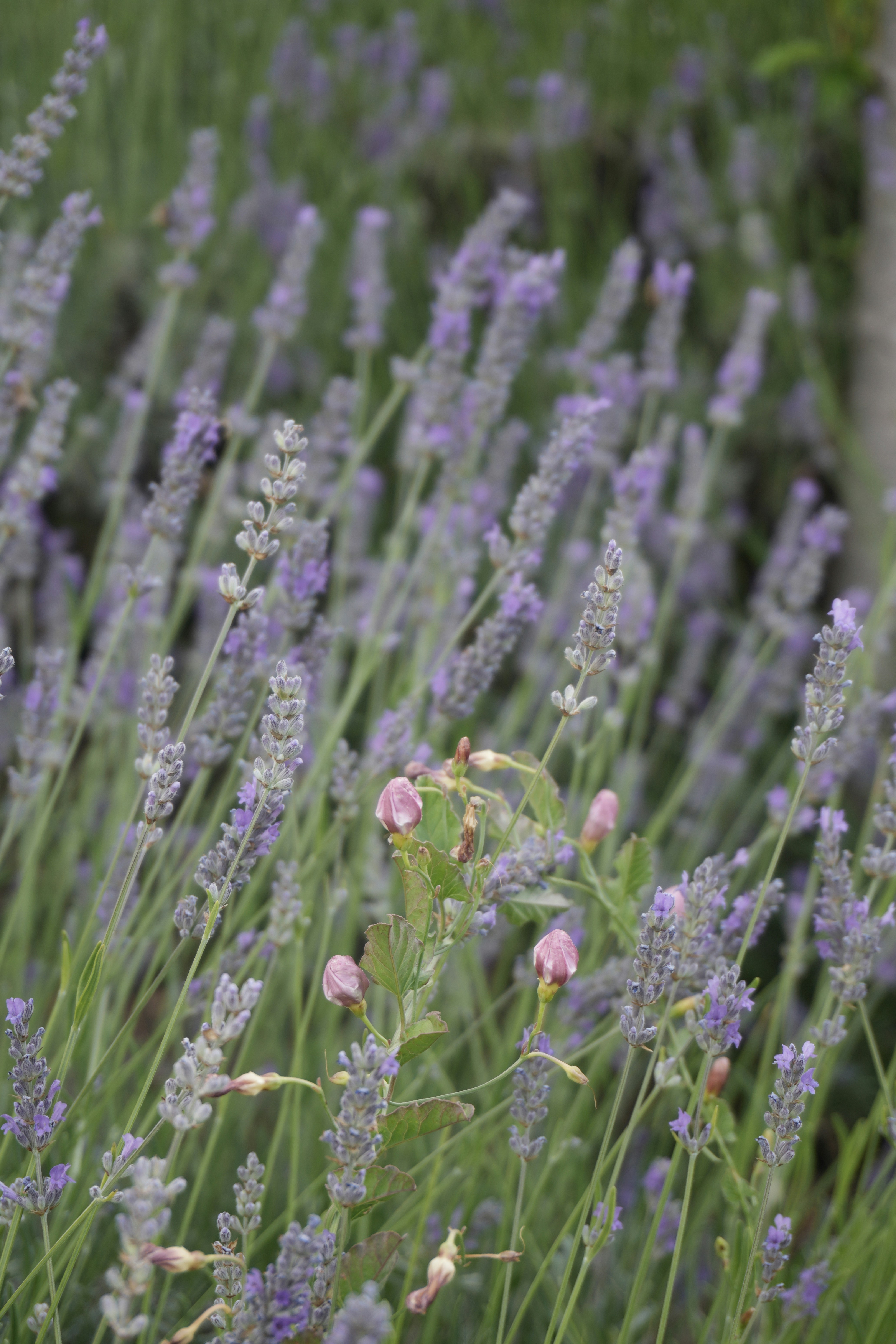Whispers of Lavender: A Blooming Symphony